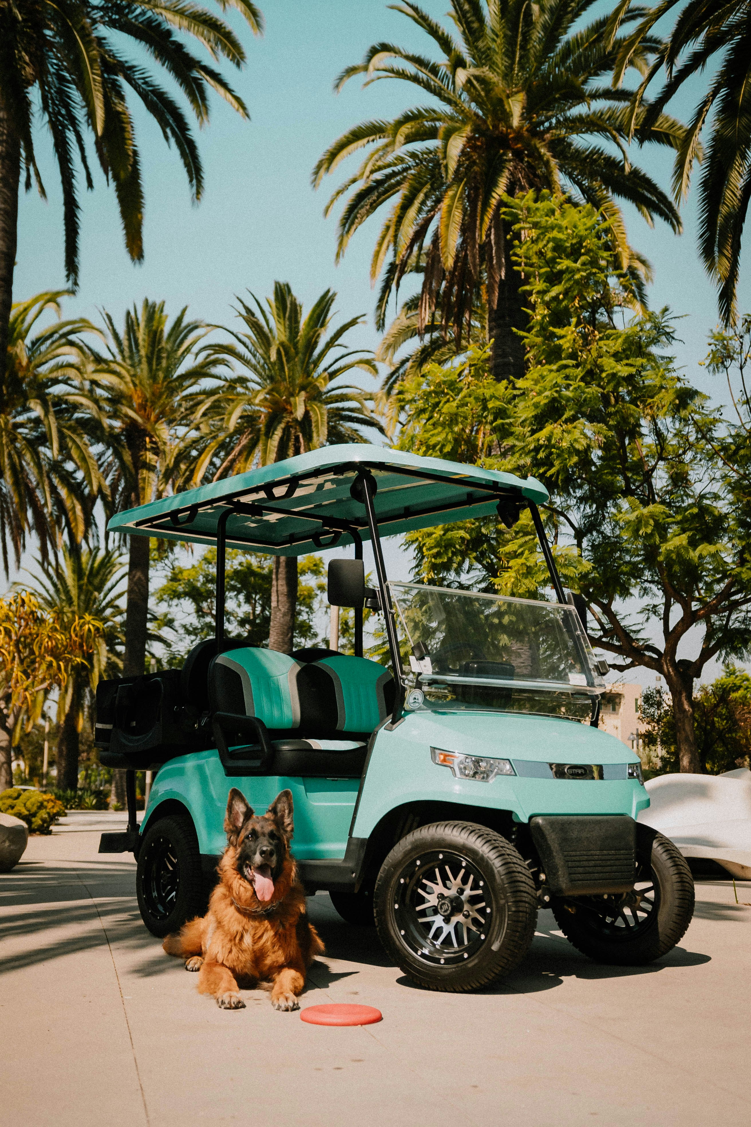 German shepherd dog, teal golf cart, and palm trees.