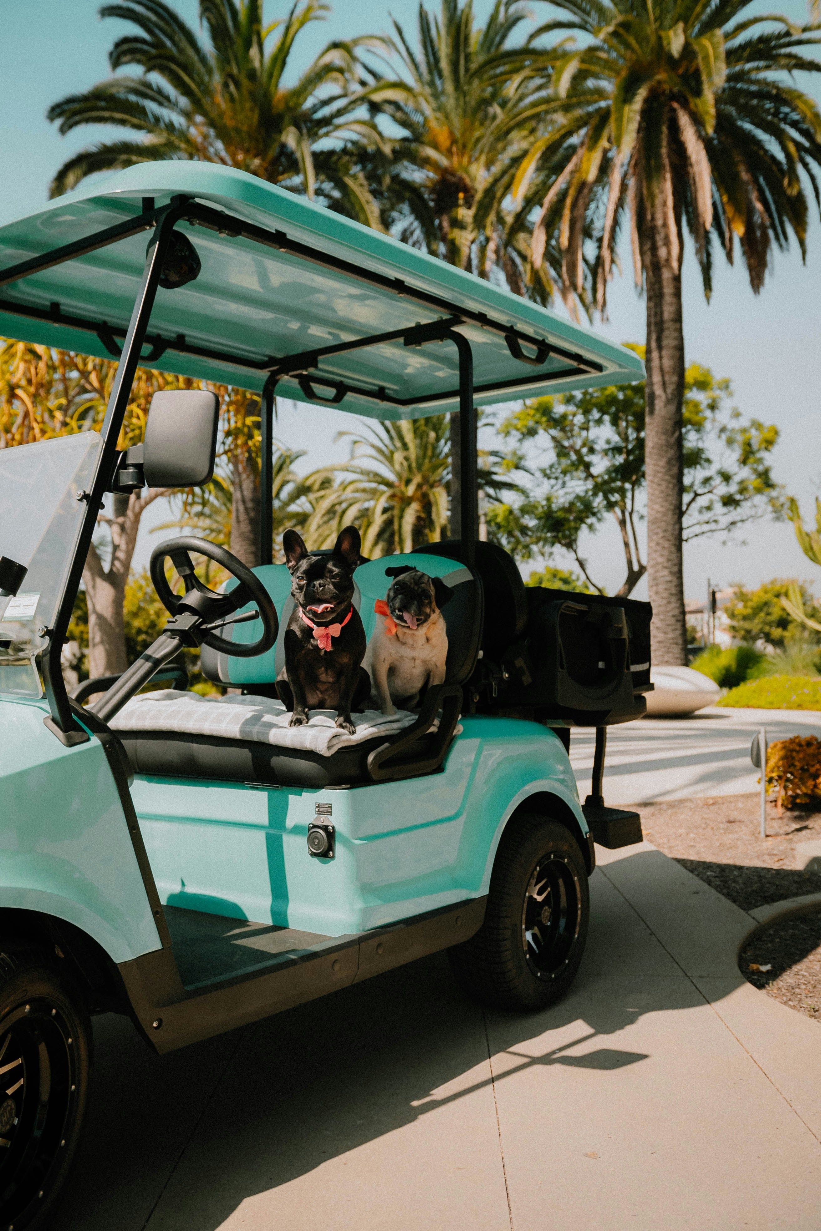 Minty Golf Cart Duo: Paws on Parade