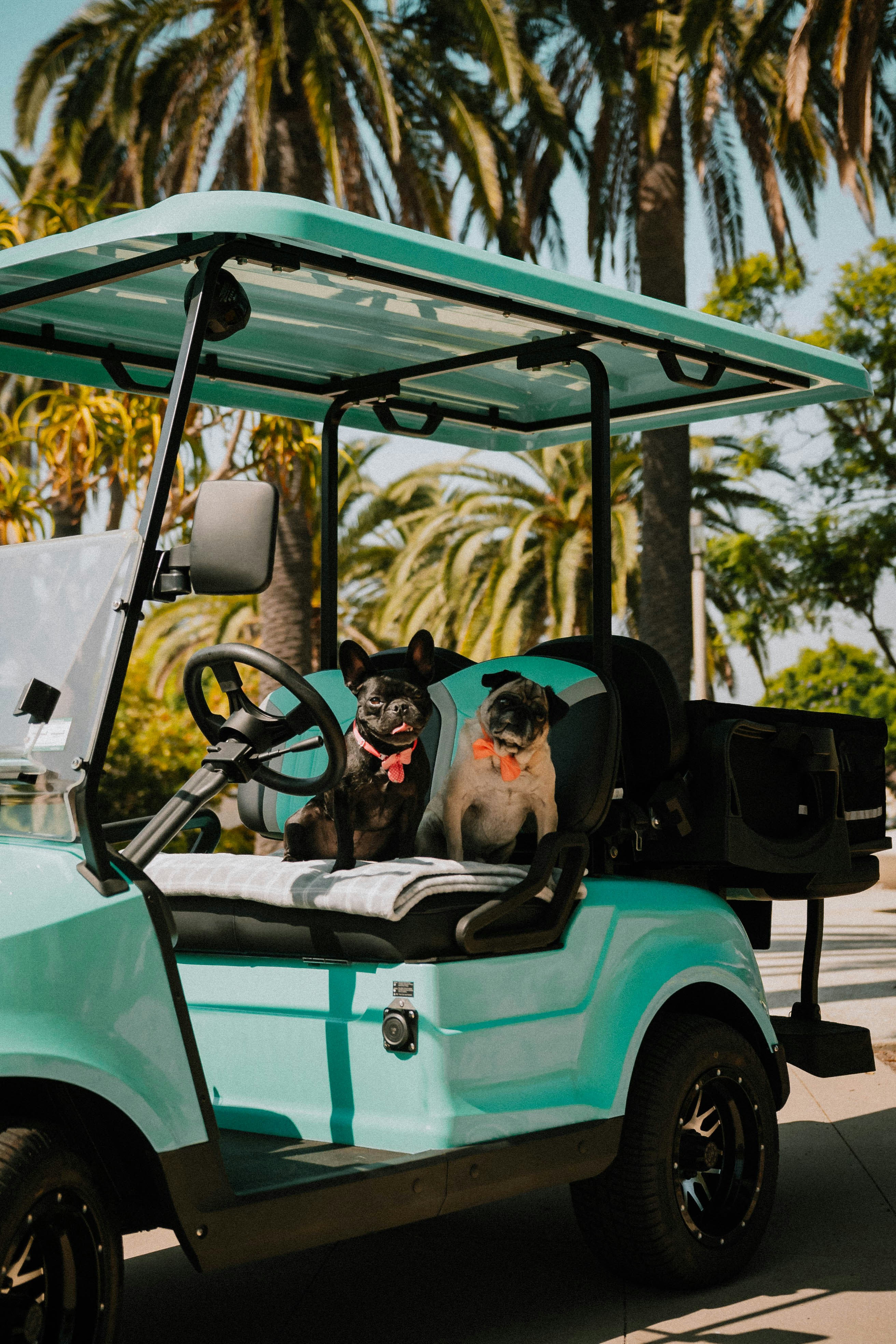 Smile on Four Wheels: Twin Pups Enjoy a Palm-Side Ride