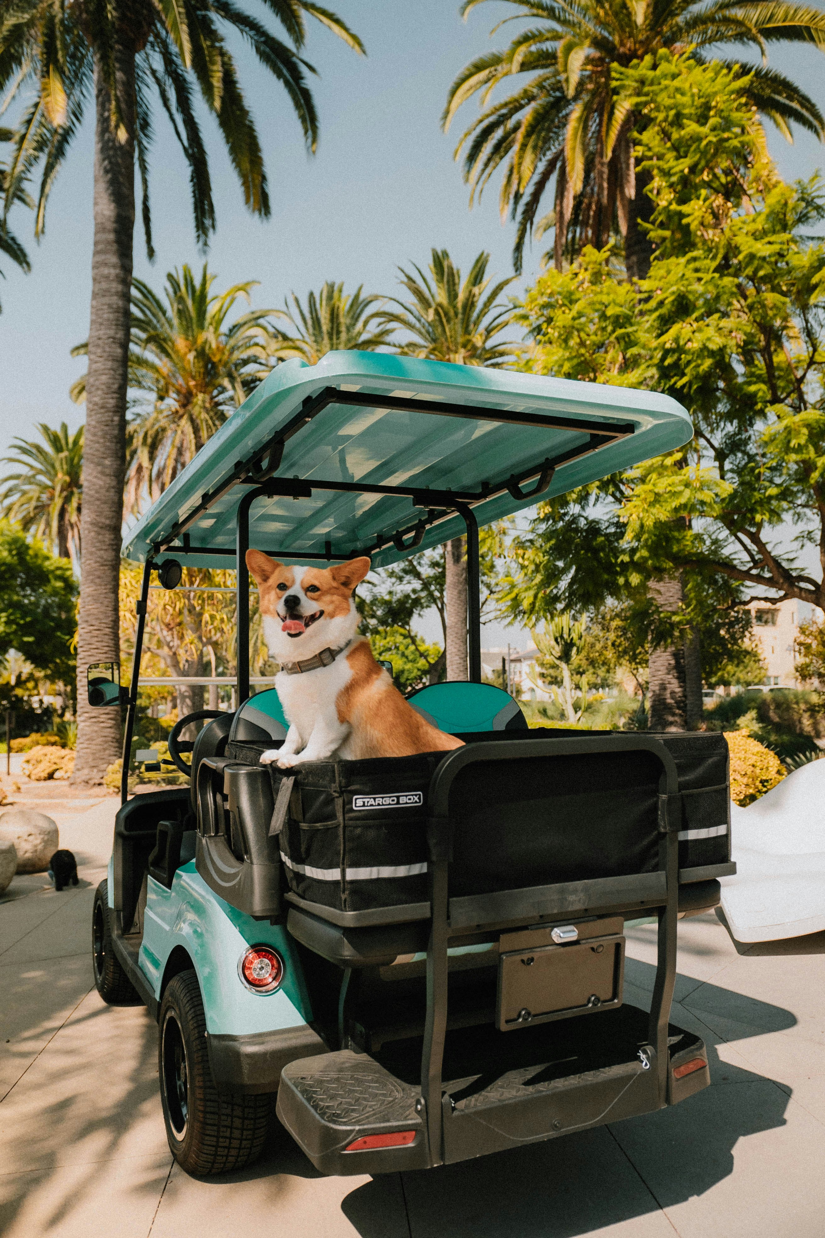 Smiling Corgi Commander Rides A Turquoise Golf Cart Under Palm Shade