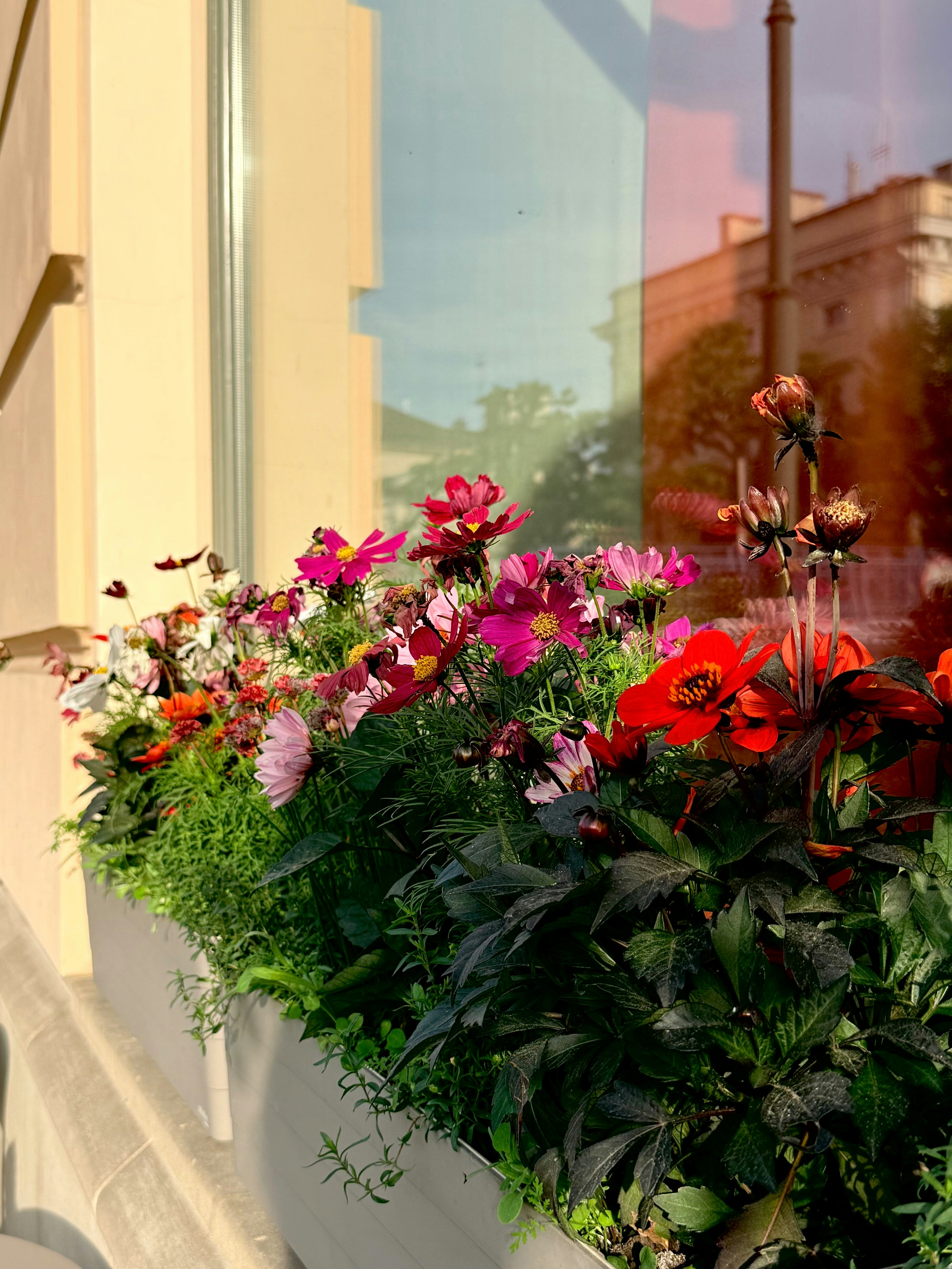 Sunlit Window Garden in Bloom