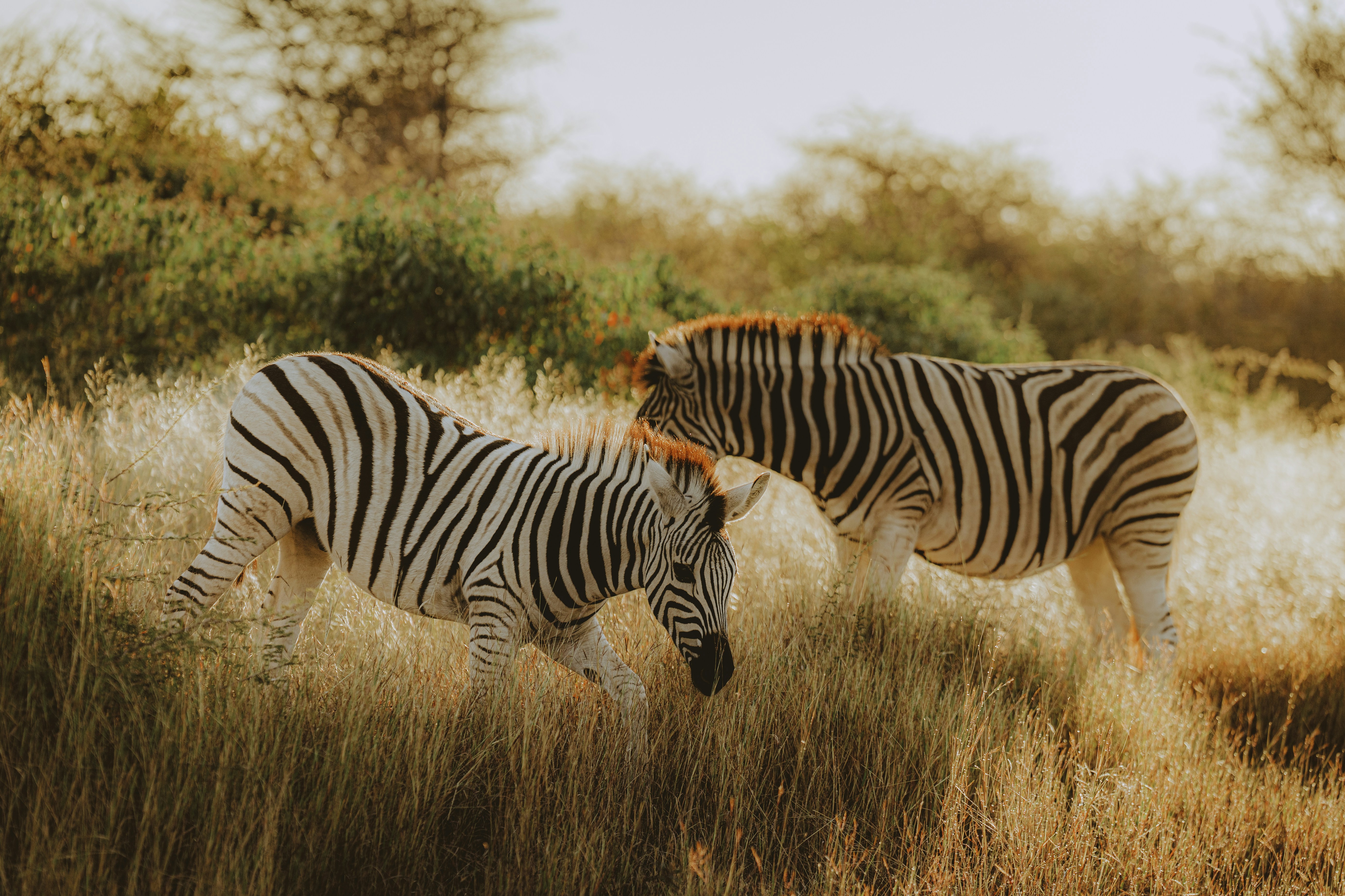 Two zebras stand in golden grass under warm light.