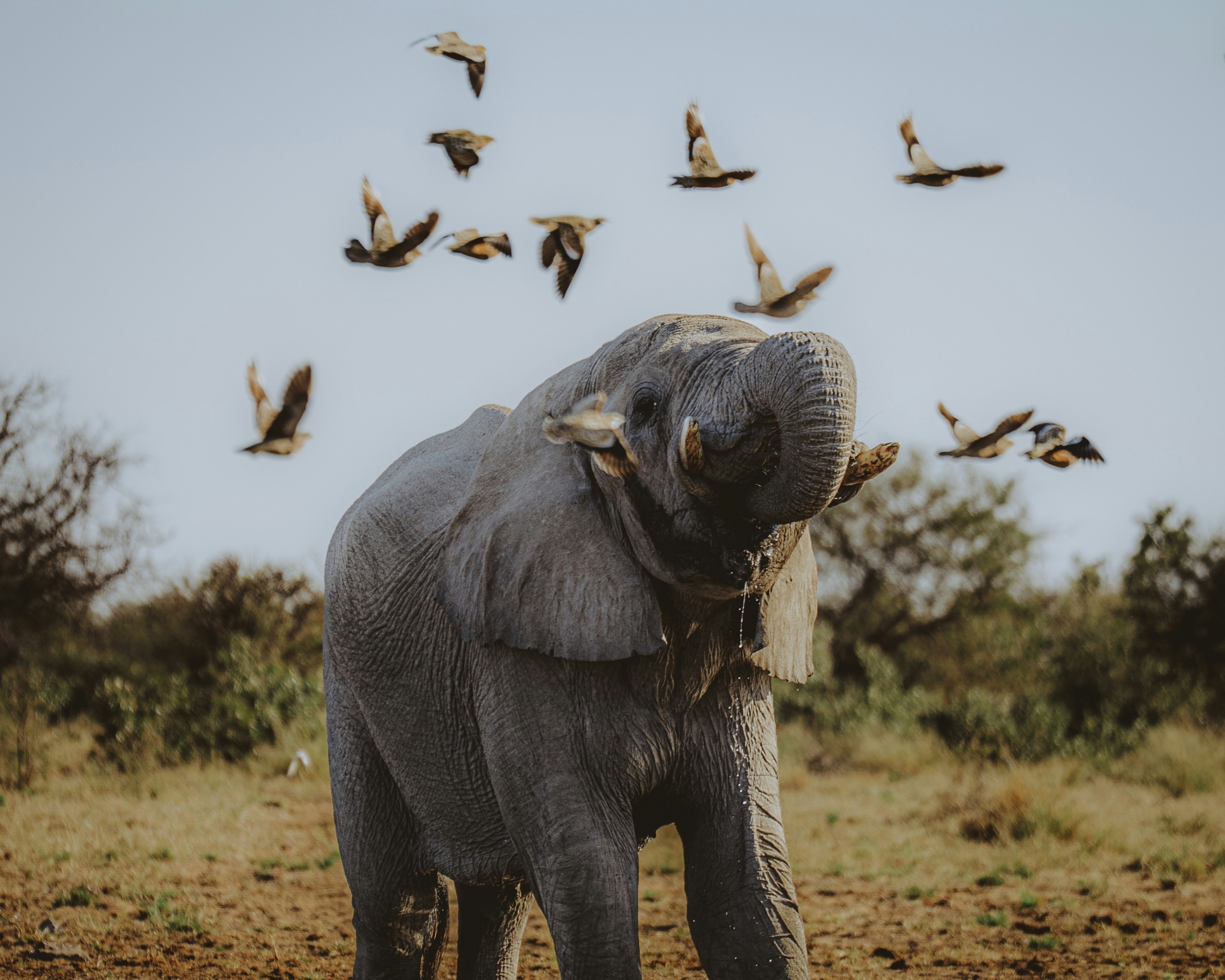 Flying éléphant