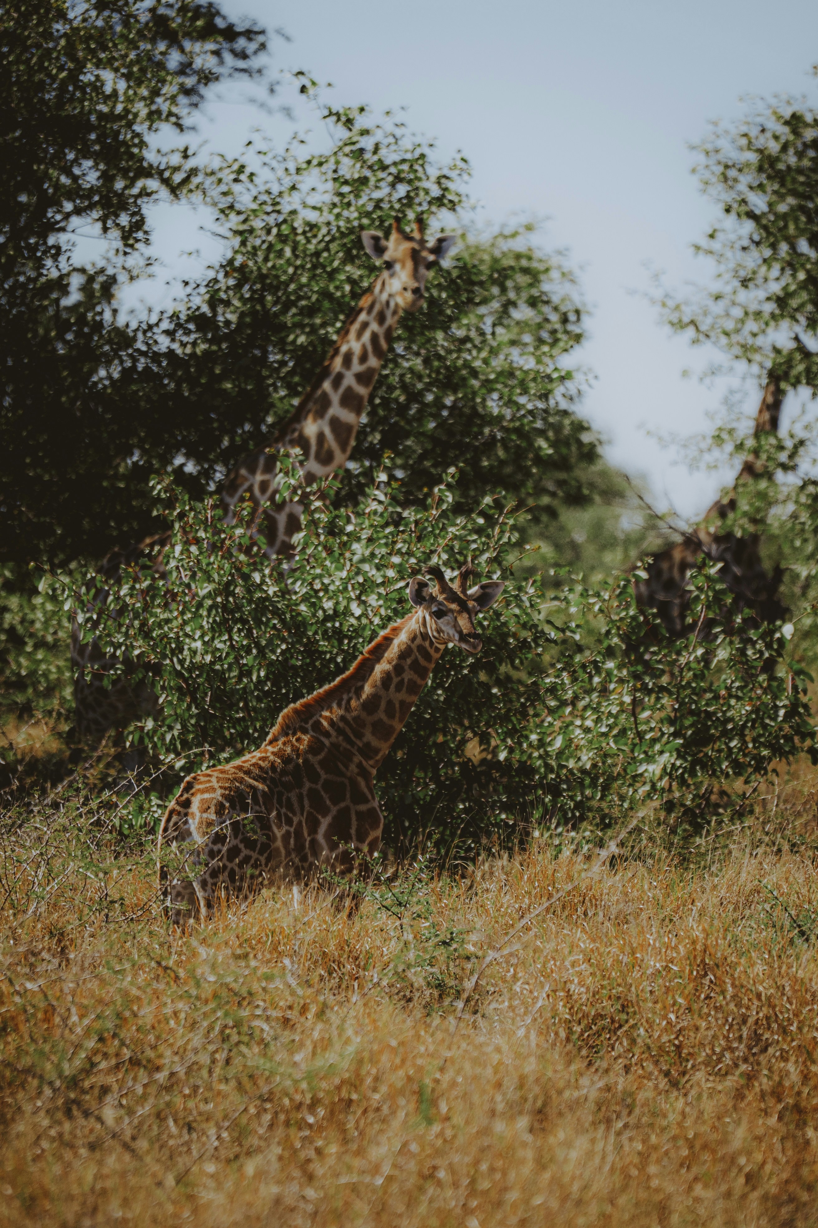 Two giraffes standing in dry grass and green trees.