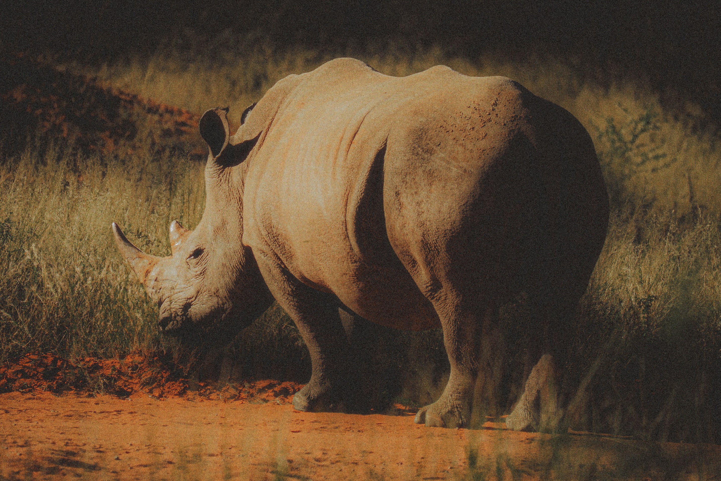 Bulk in the Grass: A Rhino on the Red Riverbank