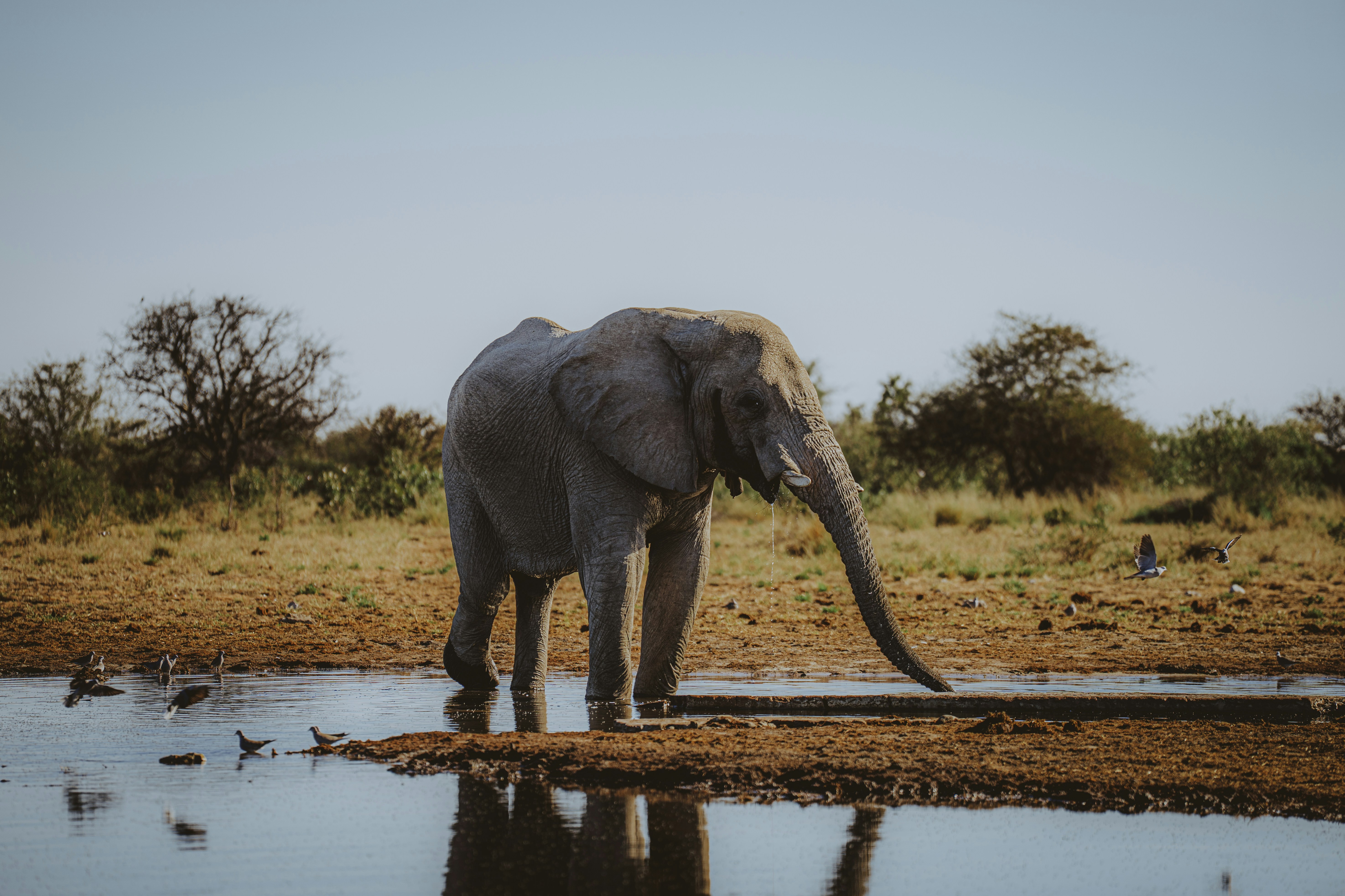 An elephant stands by a waterhole with small birds.
