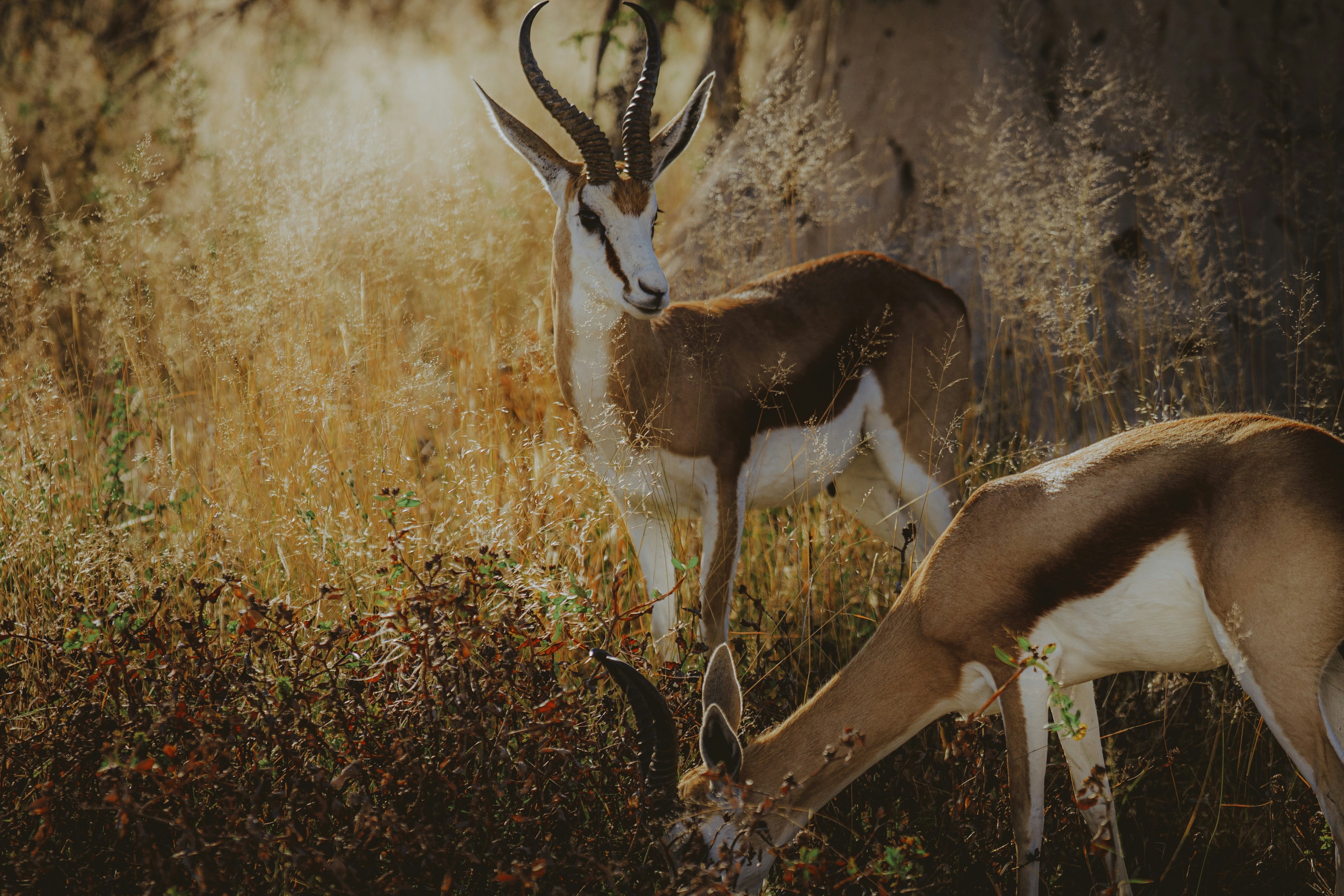 Golden Hour Standoff: Antelope in Sunlit Thicket