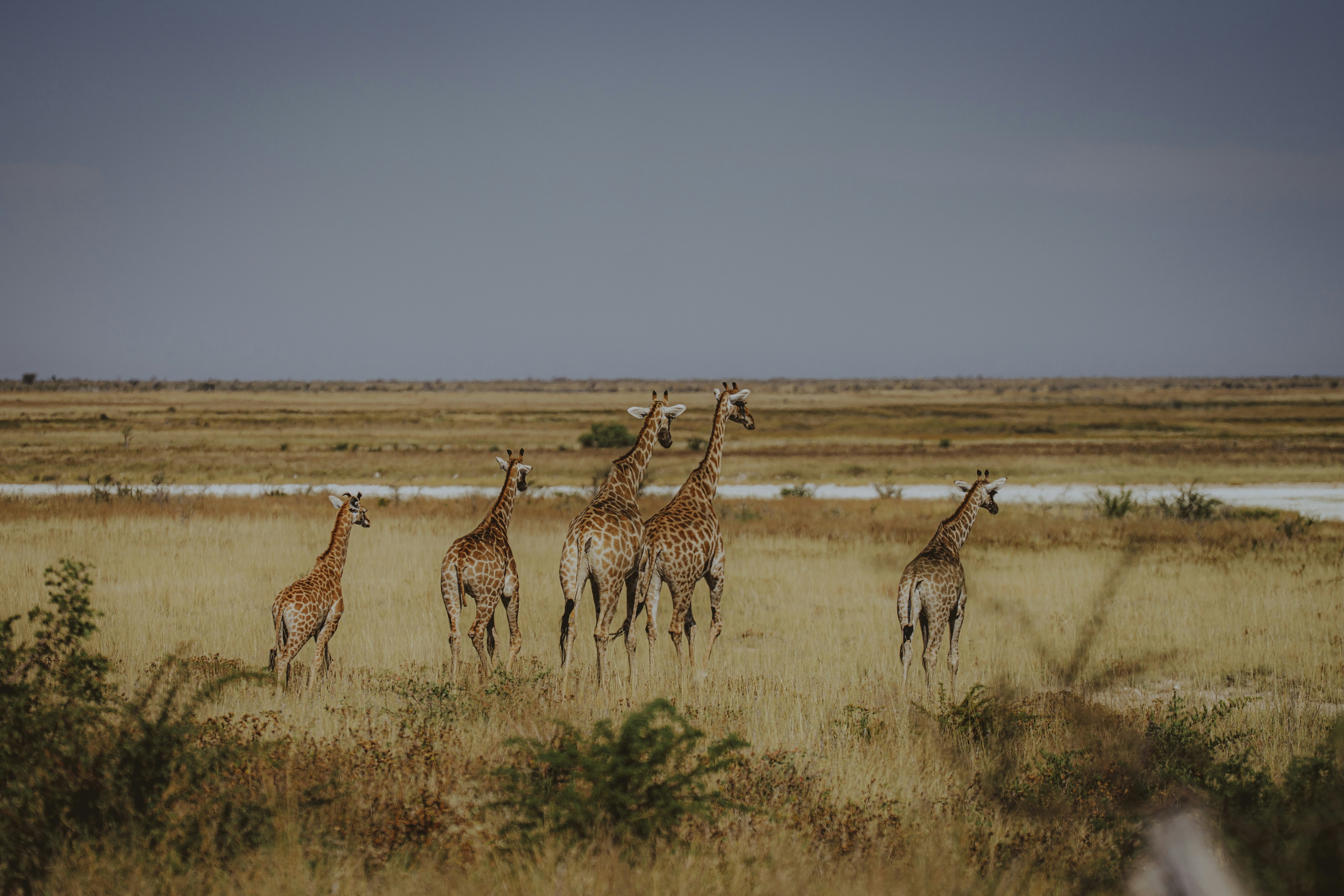 Giraffes in the Golden Grass: Serengeti Silhouette