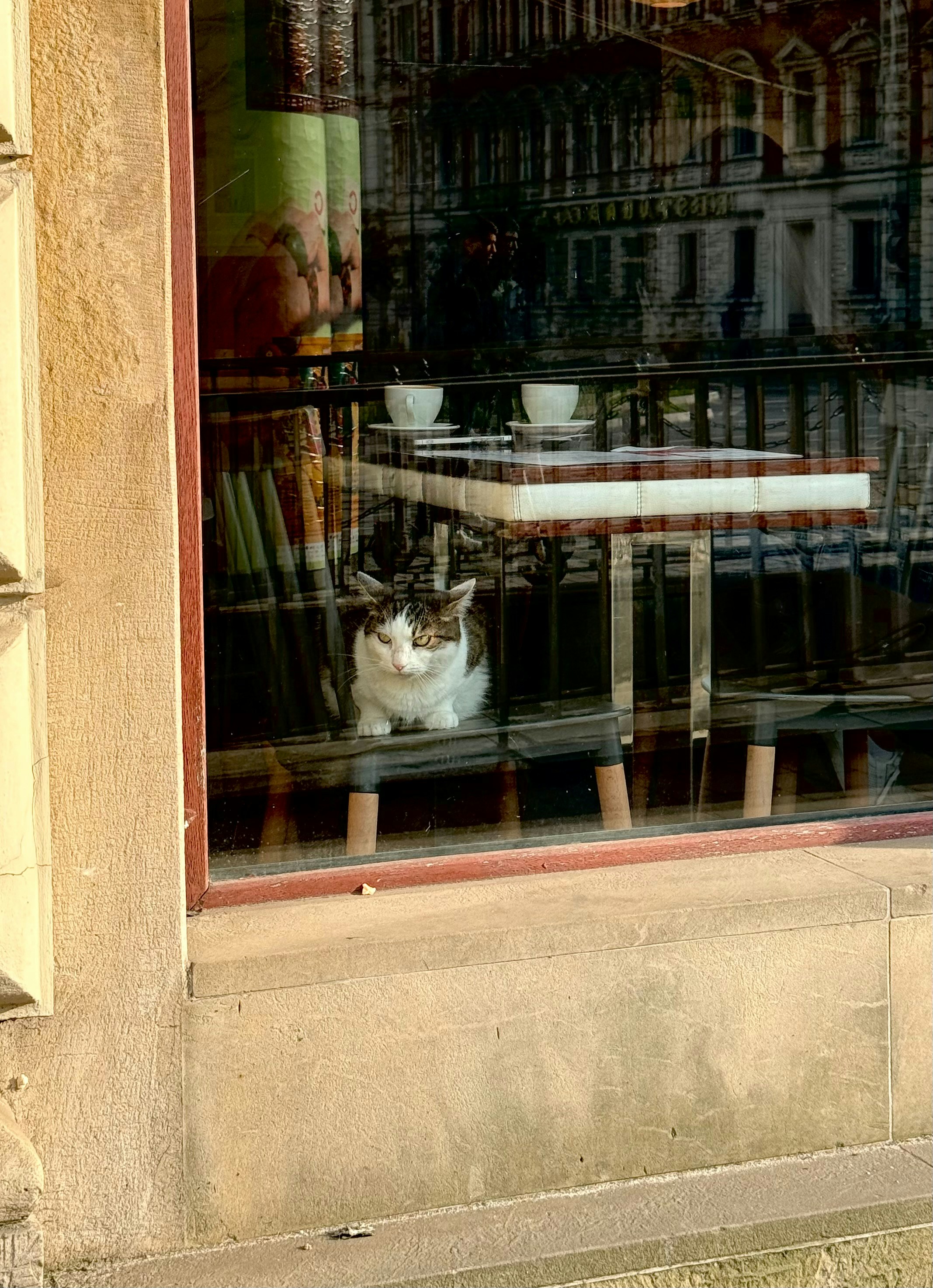 A cat sits in a window with reflections of buildings.