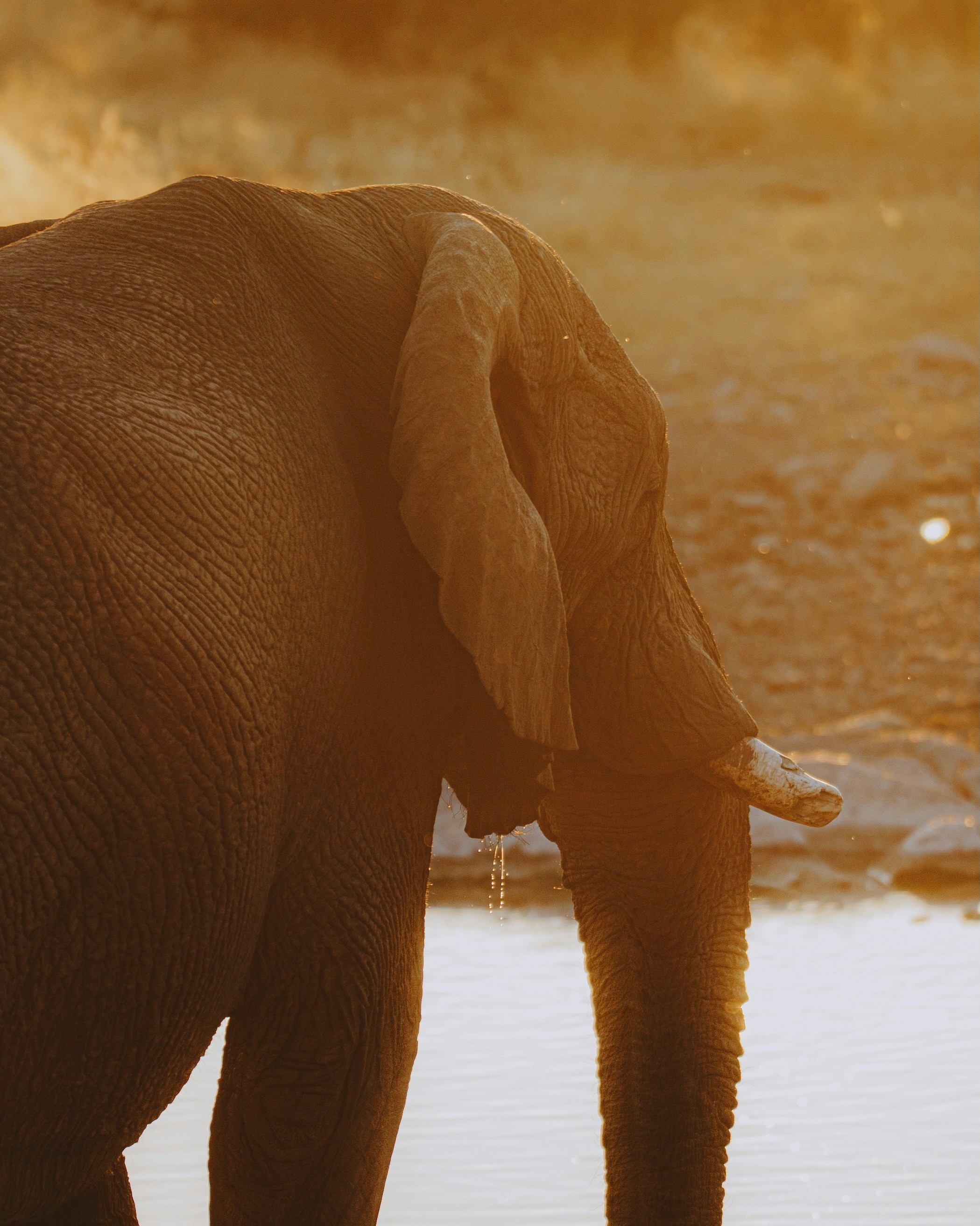 Golden Hour Elephant: A Tranquil Tail and Silhouette by the Riverbank