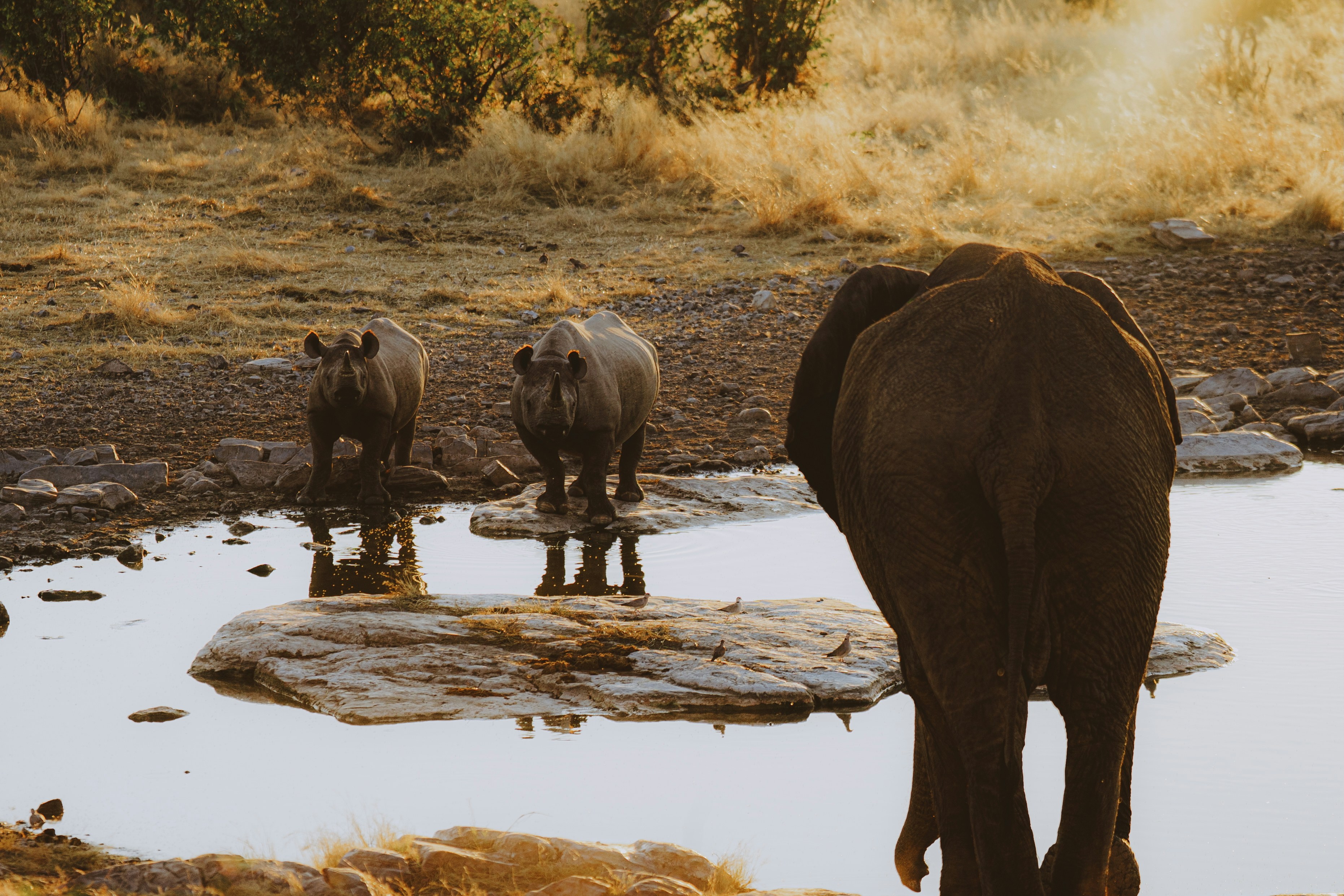 Elephant Portrait Overlooking a Water-Cooled Clearing