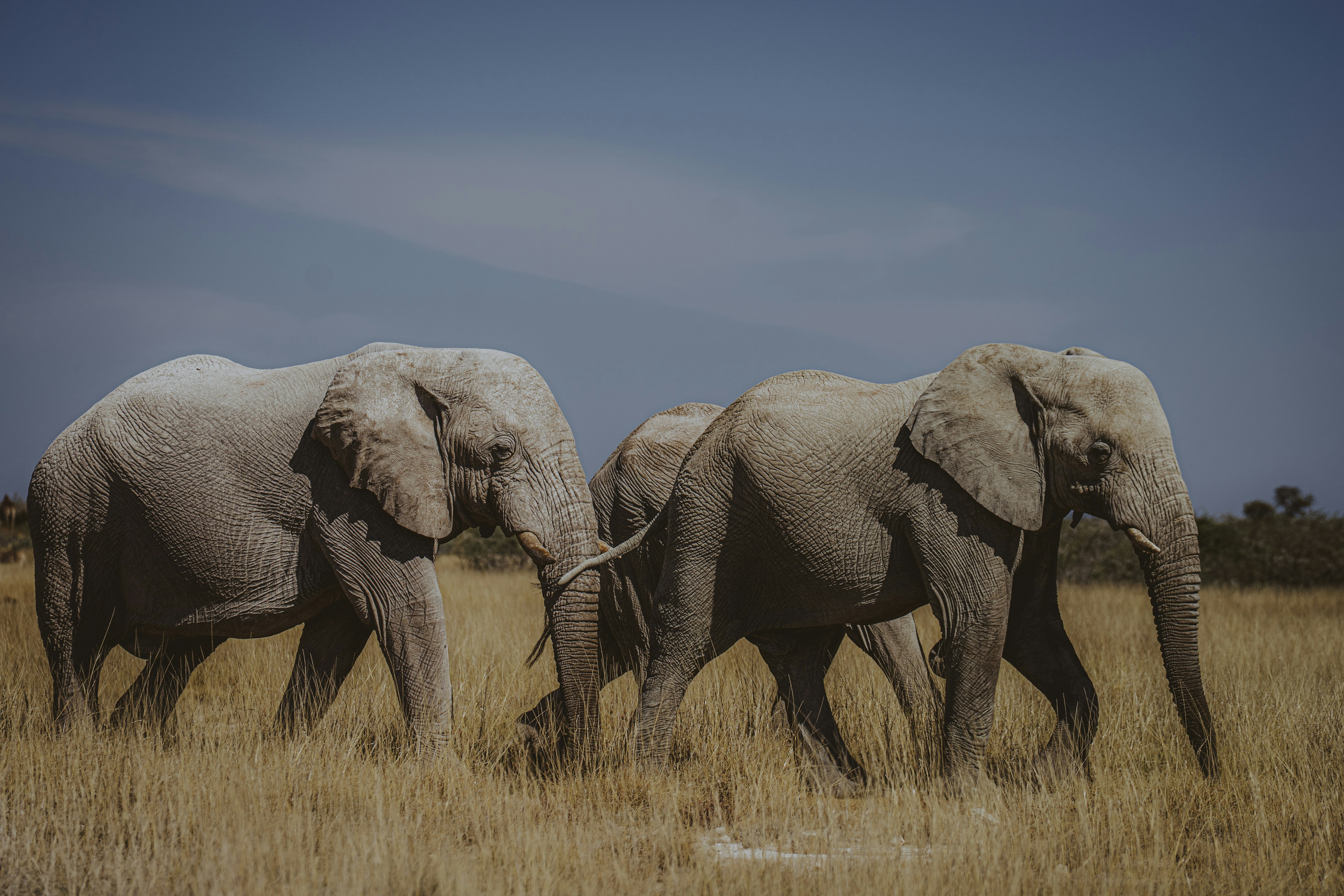 Adult elephants and a calf walk across golden savanna.