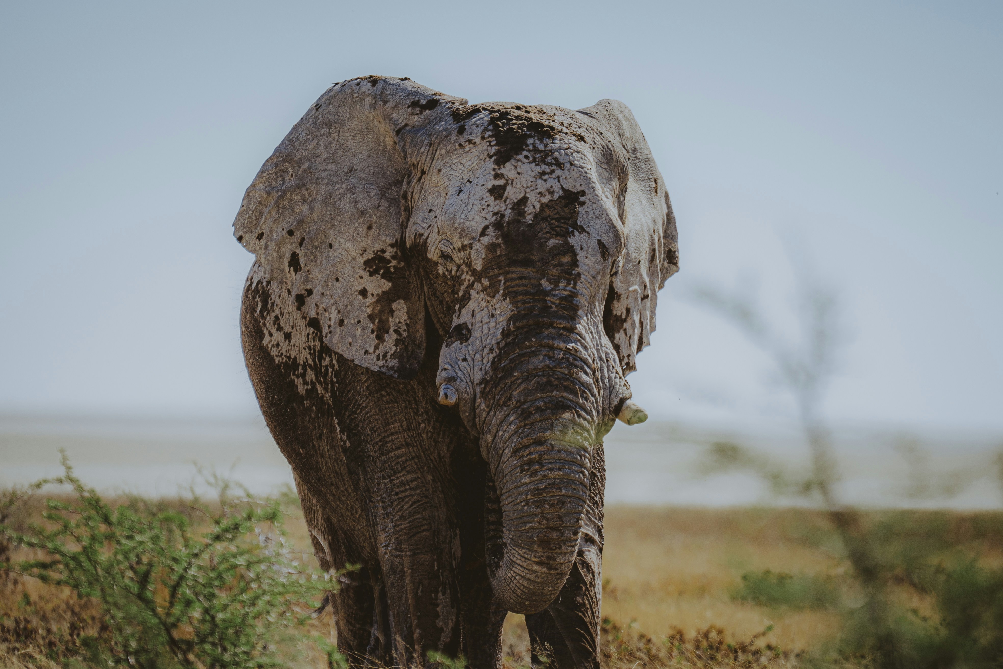 A muddy elephant stands in a dry, grassy landscape.