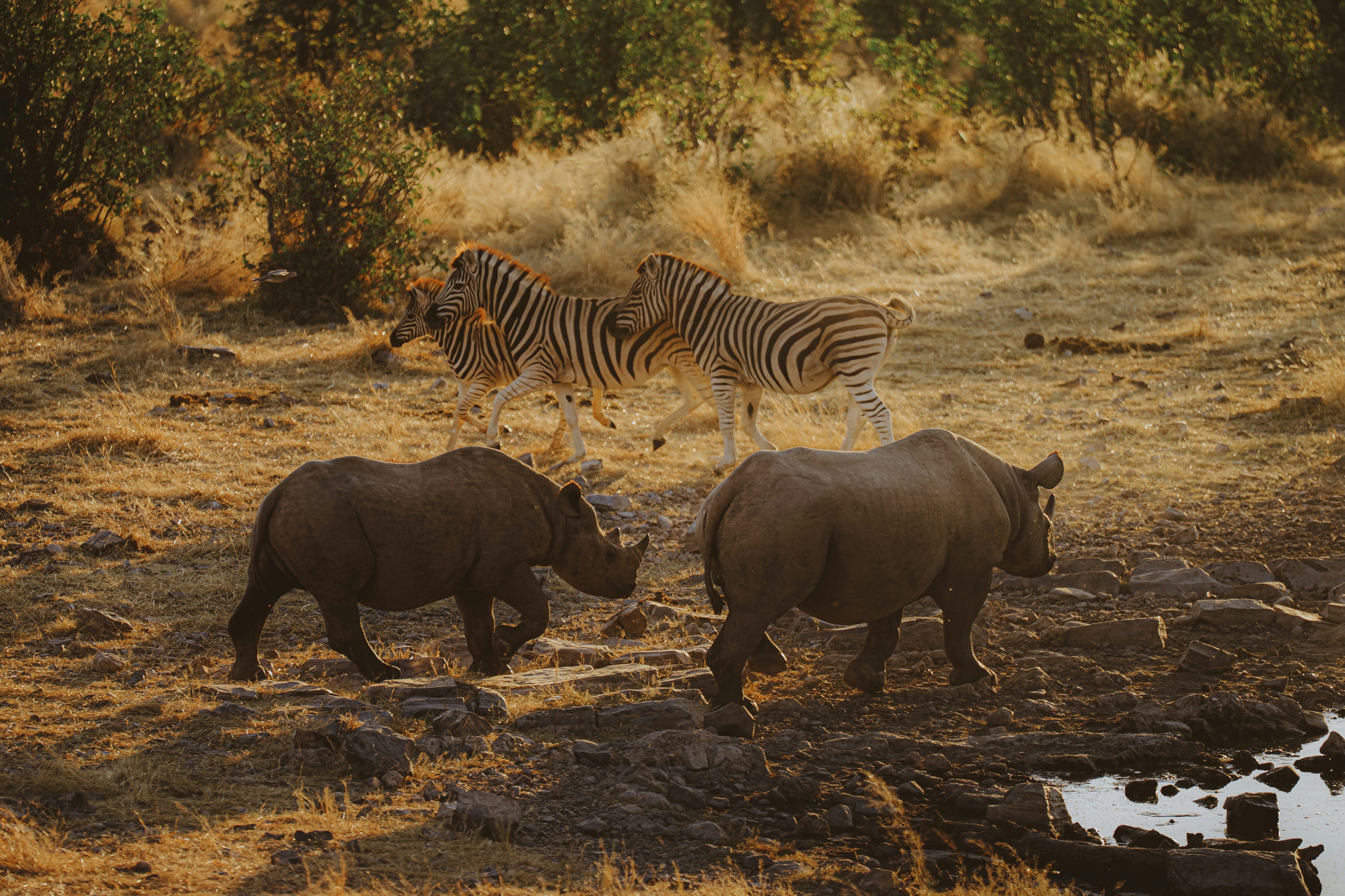Two rhinos and two zebras in a dry, grassy landscape.