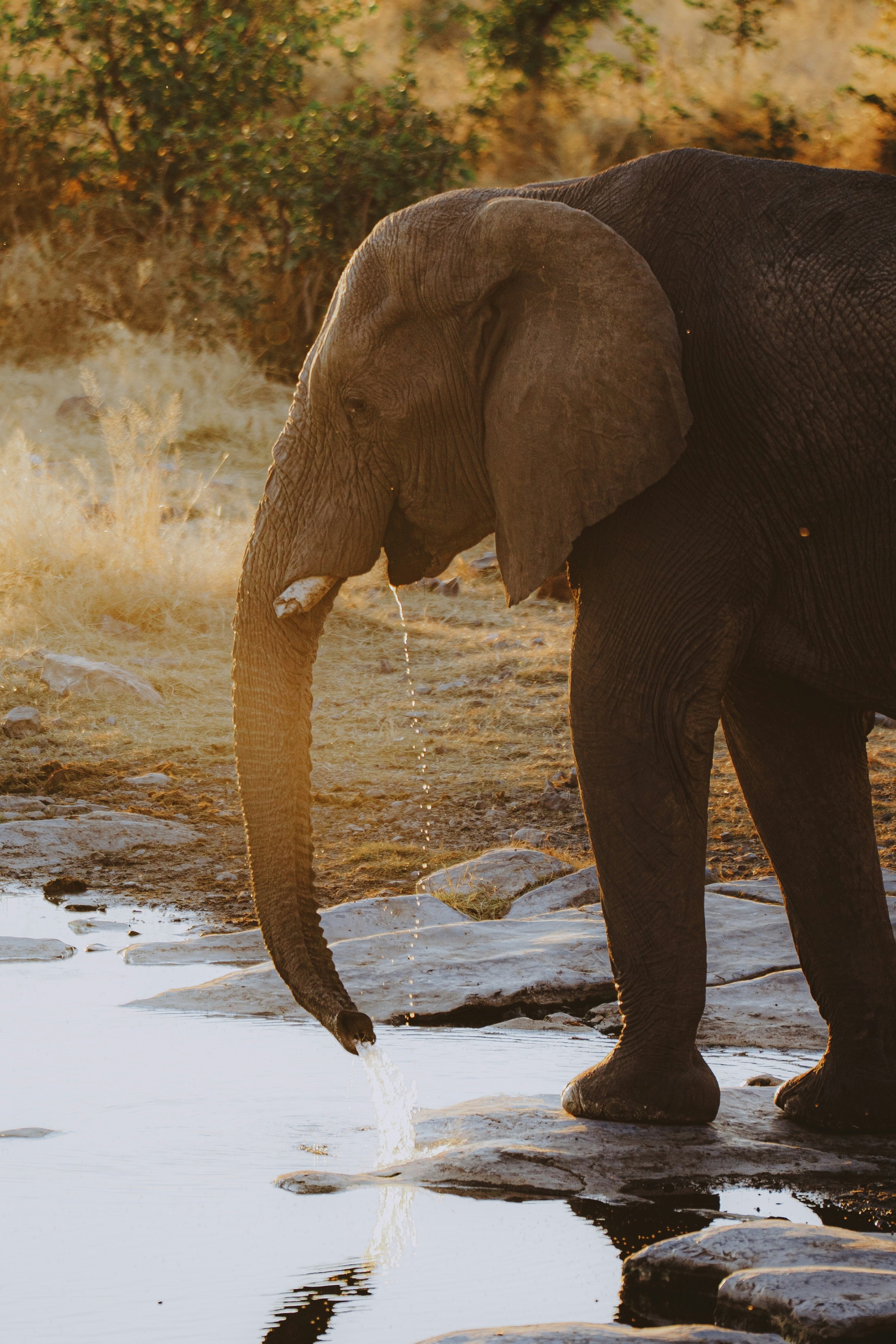 Ethereal Hydration: An Elephant at Dusk by the Waterhole