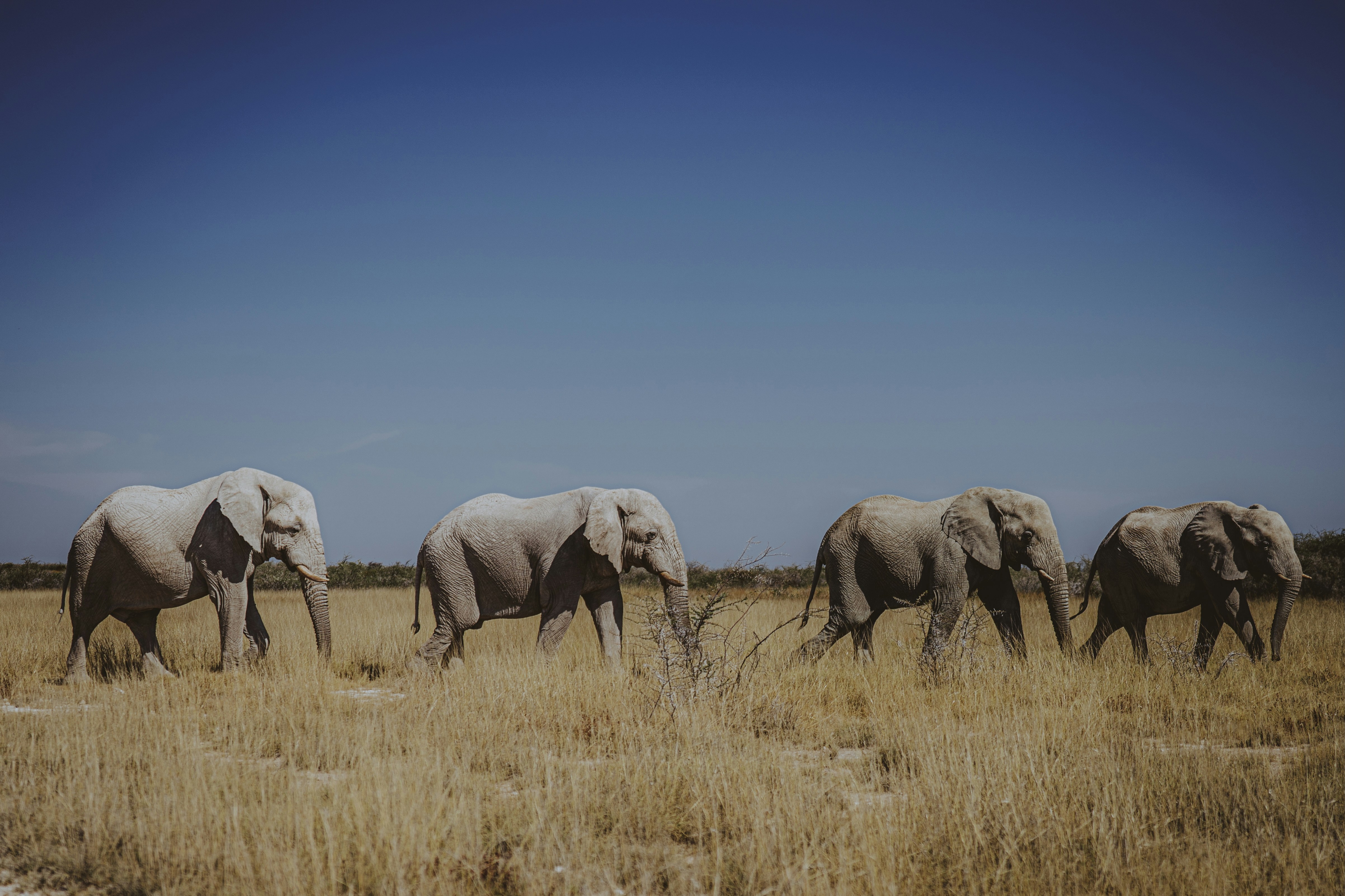 Four elephants walk through dry grass under a blue sky.