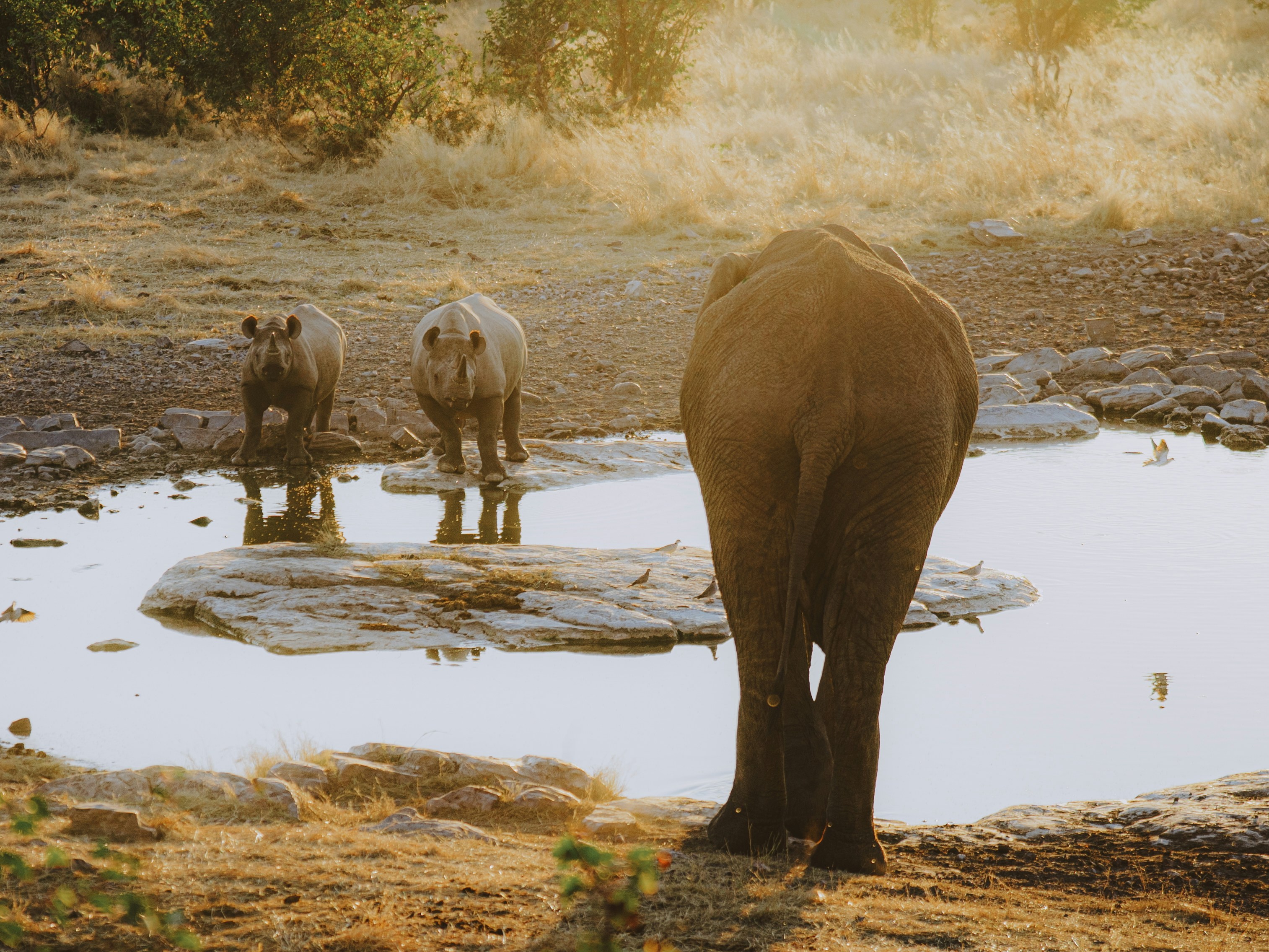 An elephant and two rhinos at a watering hole.