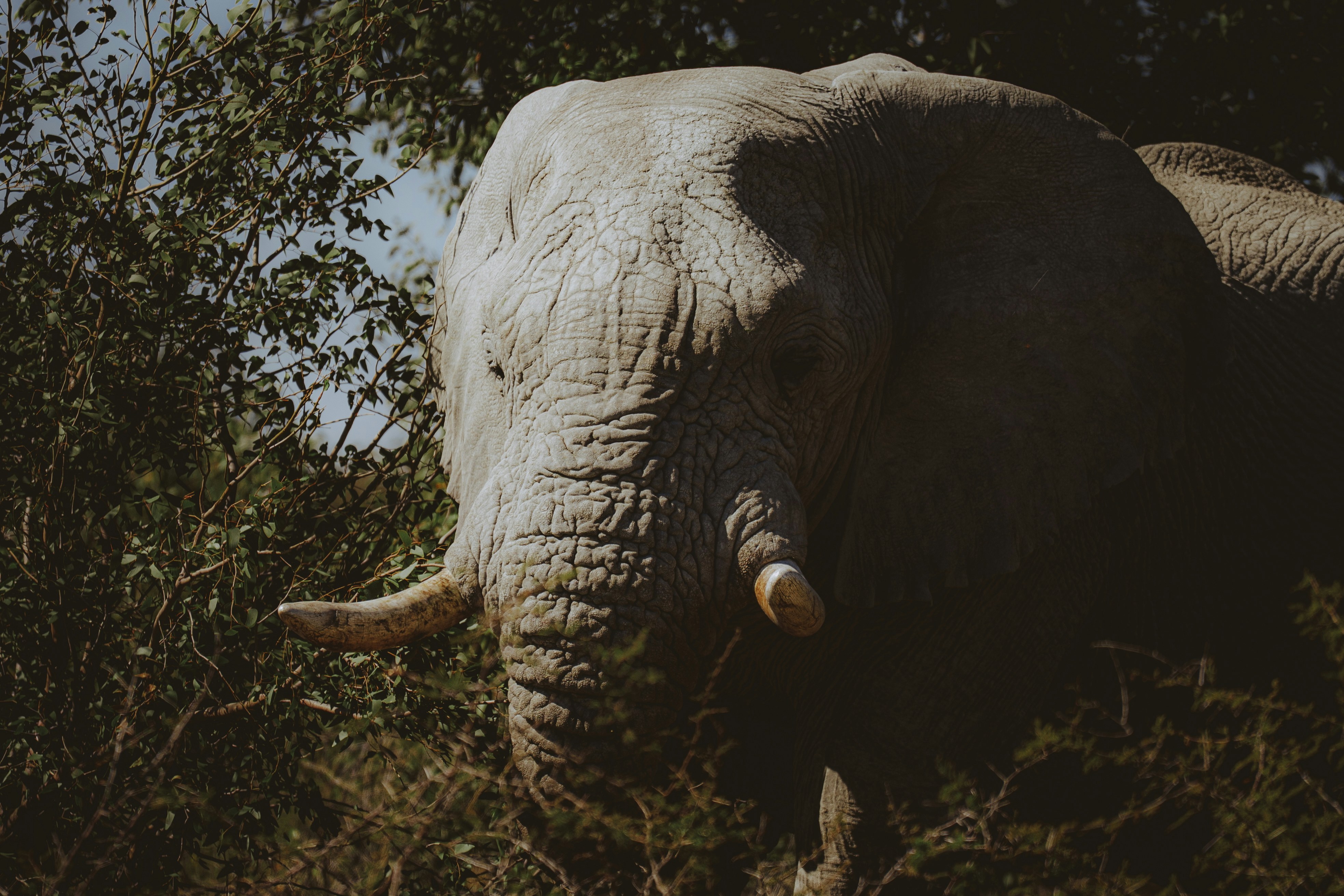 An elephant's head with tusks among green foliage.