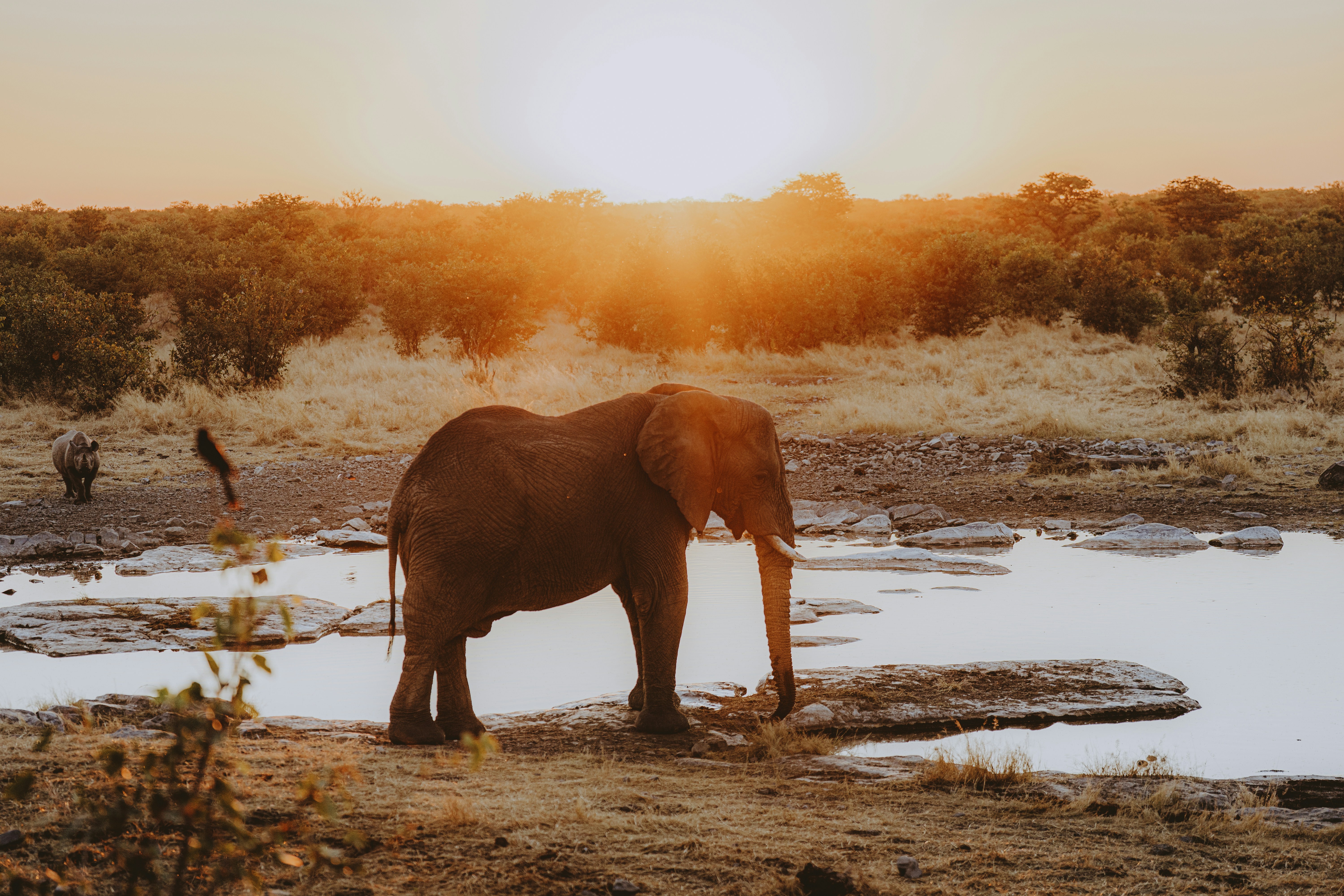 Sunlit Calf of the Savannah: An Elephant at Dusk