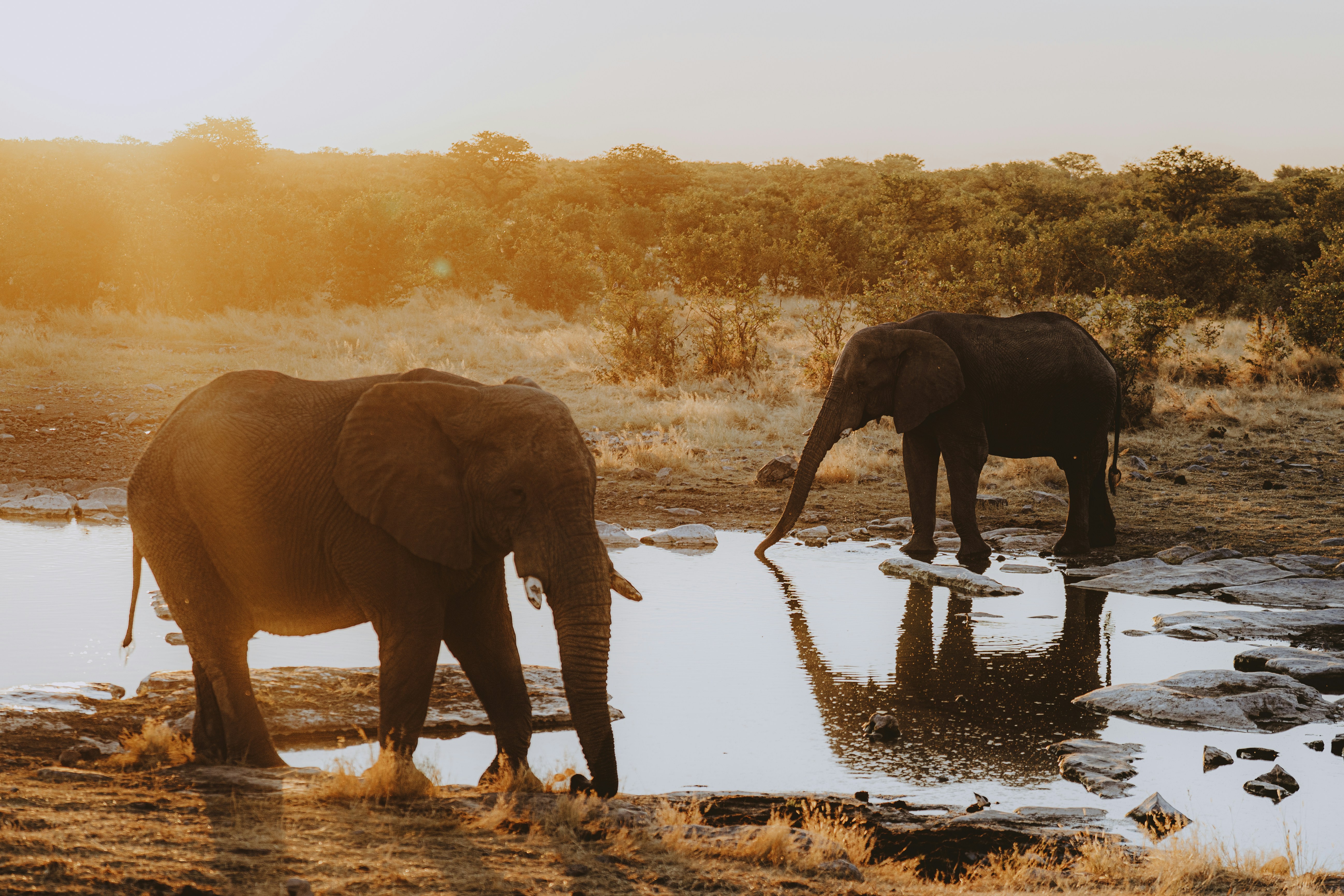 Two elephants drink water at a sunny watering hole.