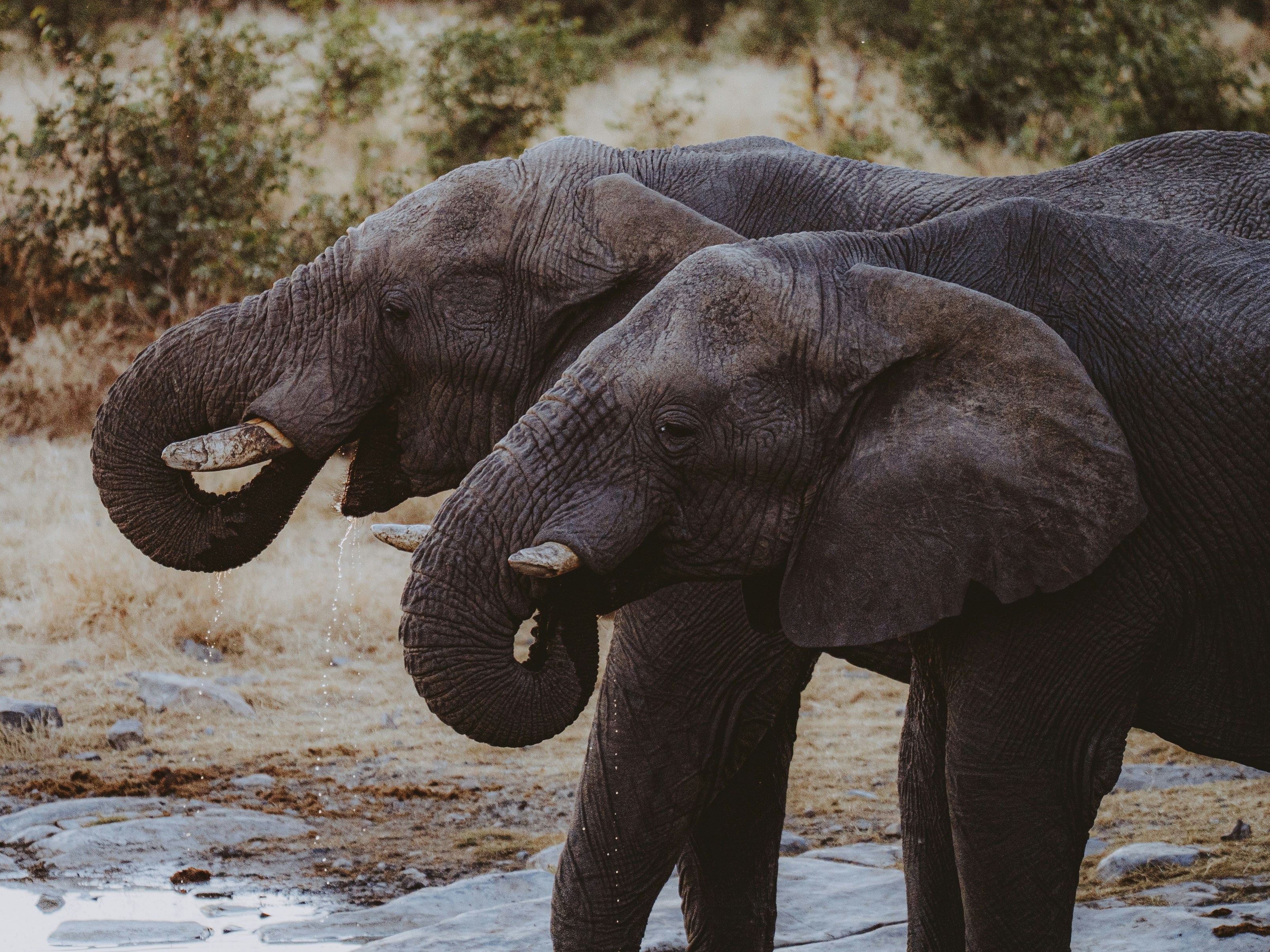 Dusty Stampede: Two Elephants in a Close-Wale Frame