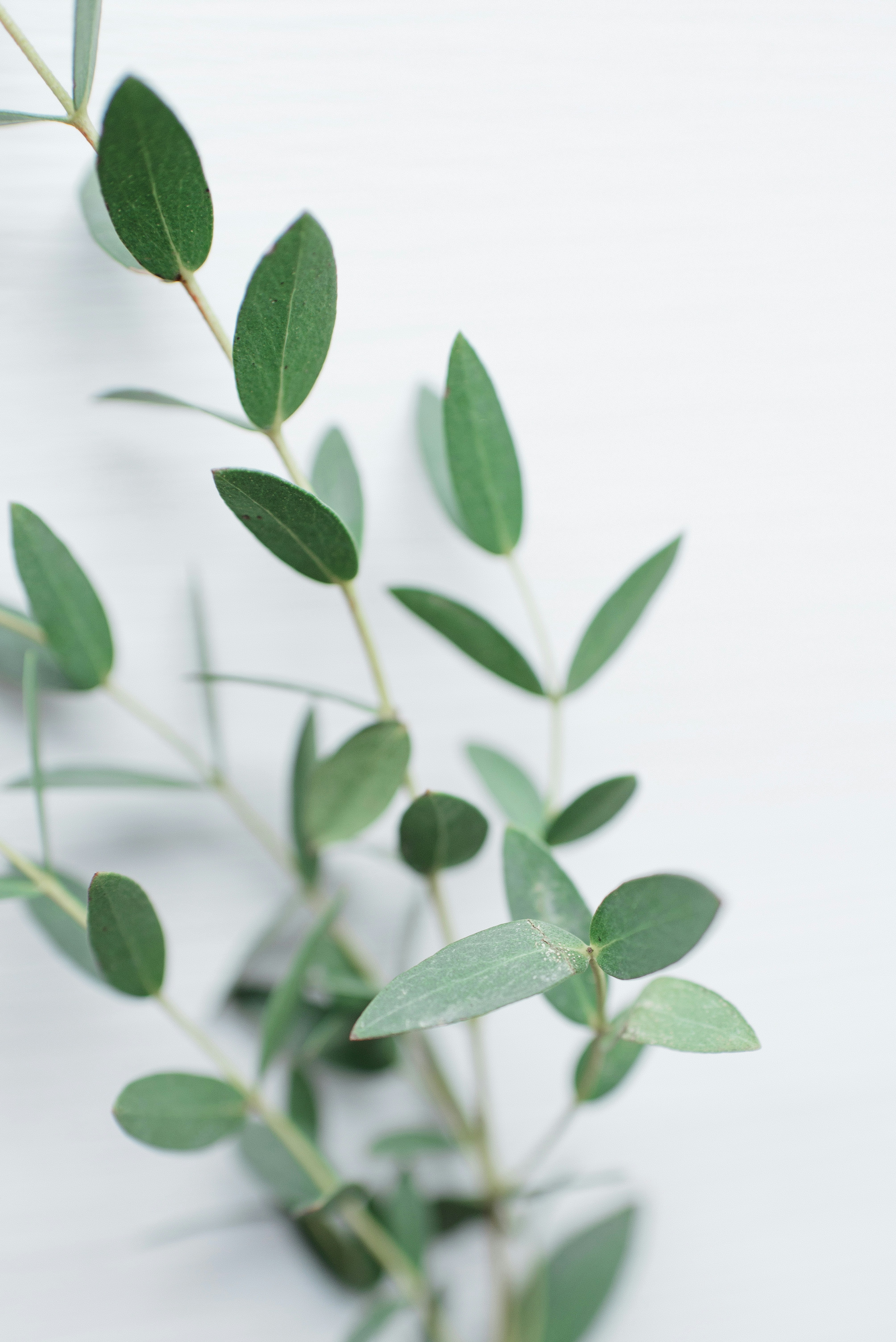 Gentle Greenery: Delicate Sprigs on a Pale Canvas