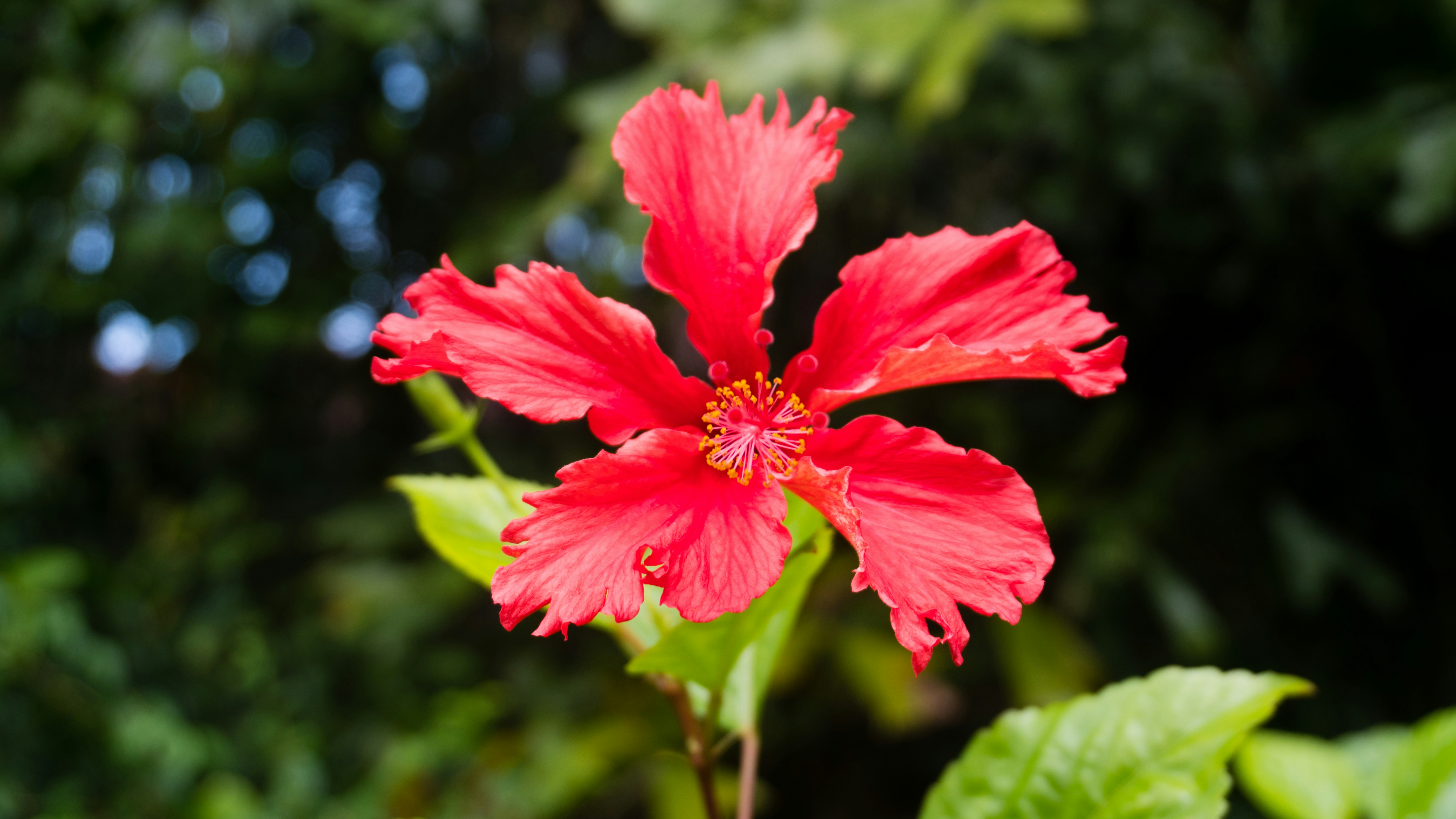 Crimson Hibiscus in Focus: A Vivid Bloom Against a Blurred Green Backdrop