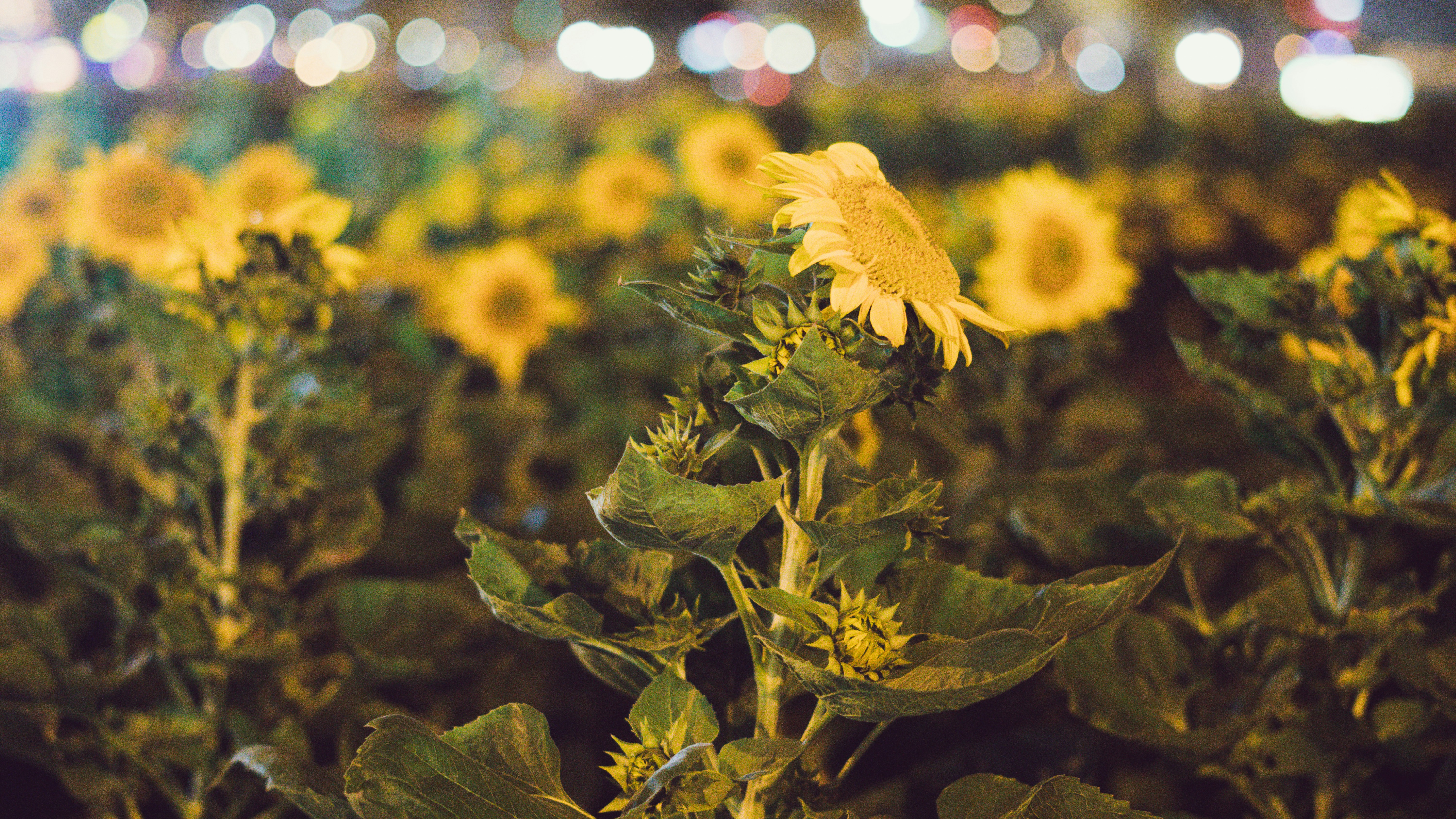 Sunflowers under city lights: a softly lit night field