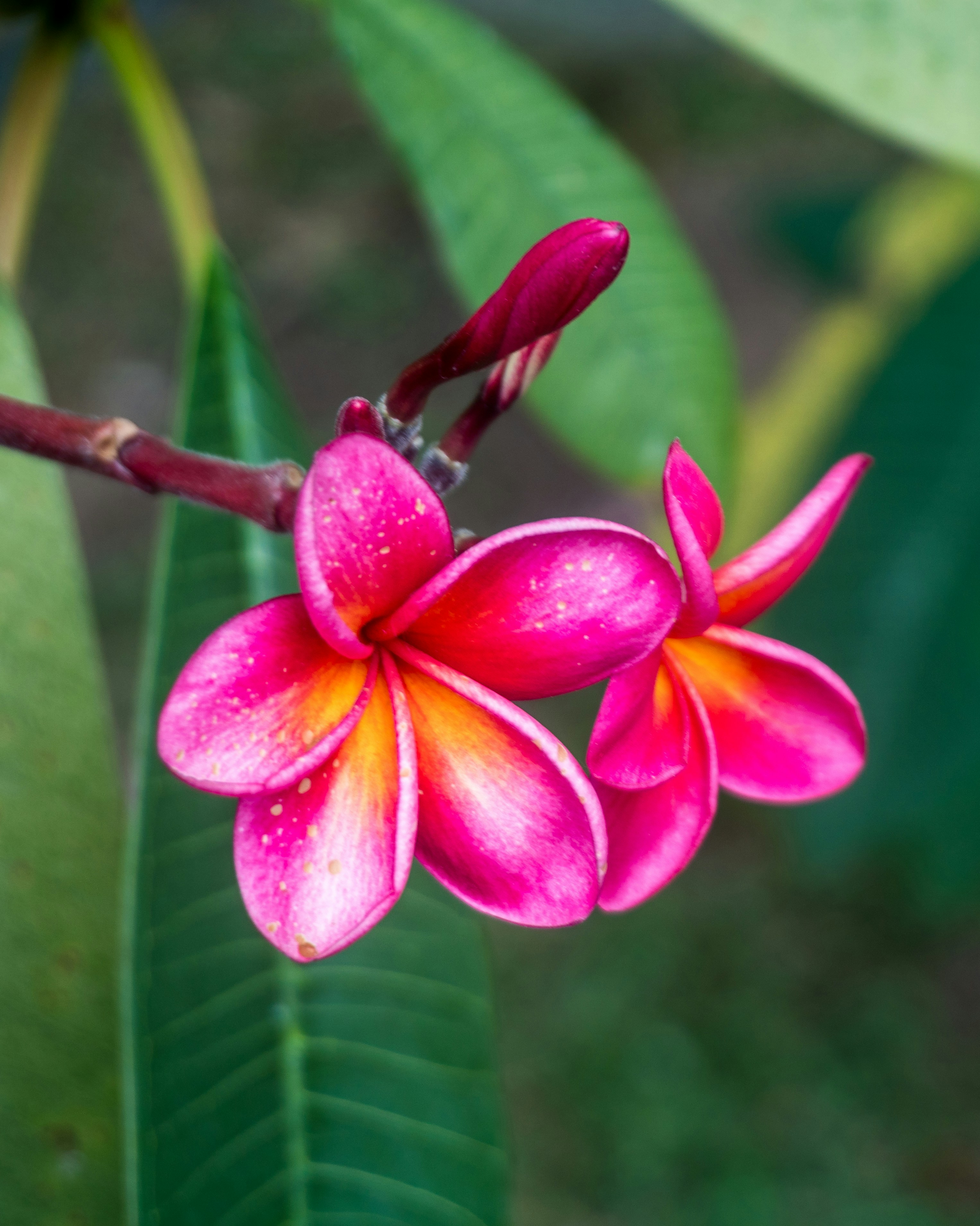 Vibrant Plumeria Bloom: Pink-Orange Petals in Focus