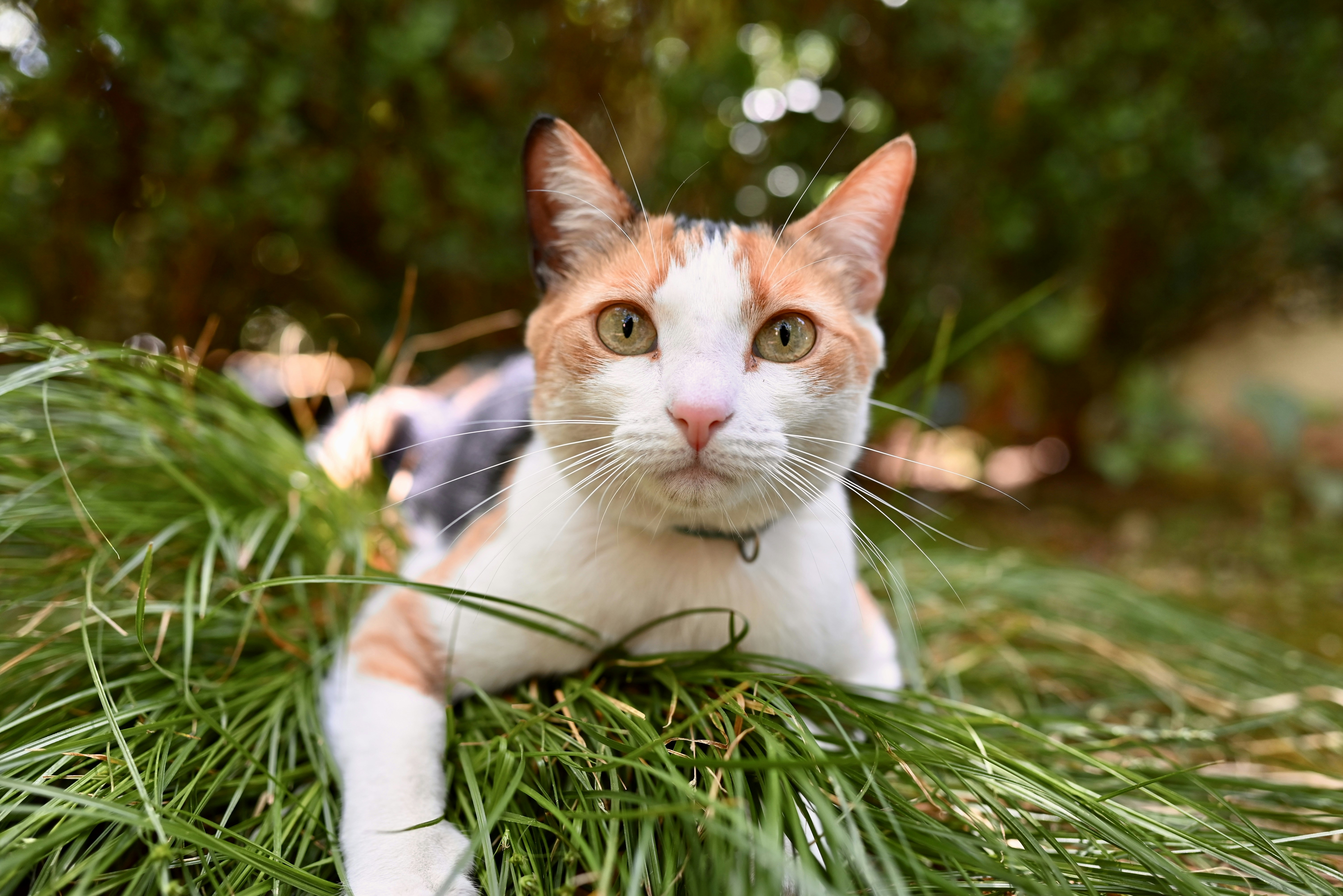 Curious Gaze Among Green Strands