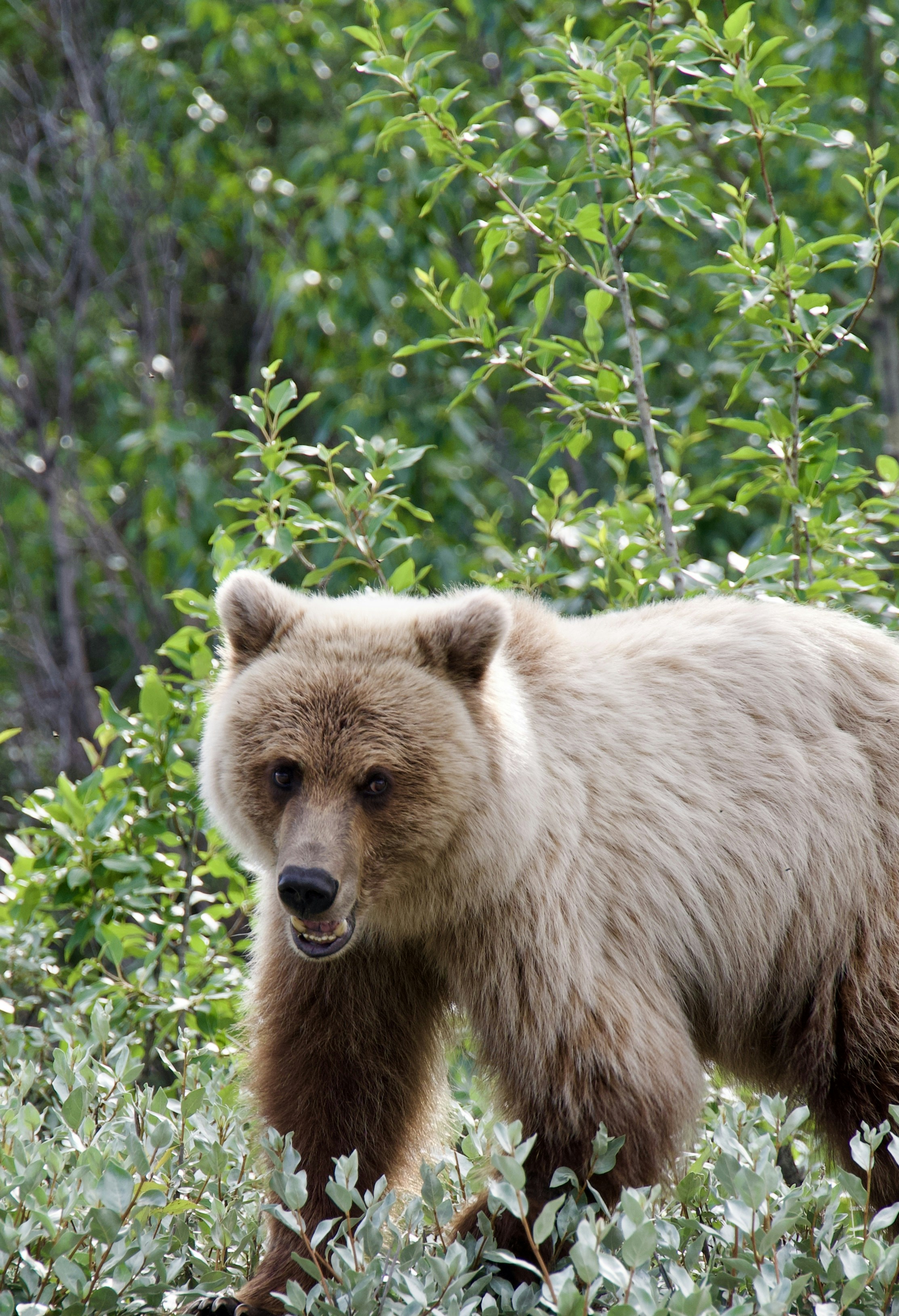 Soft-coated Giant: A brown bear traverses sunlit shrubs