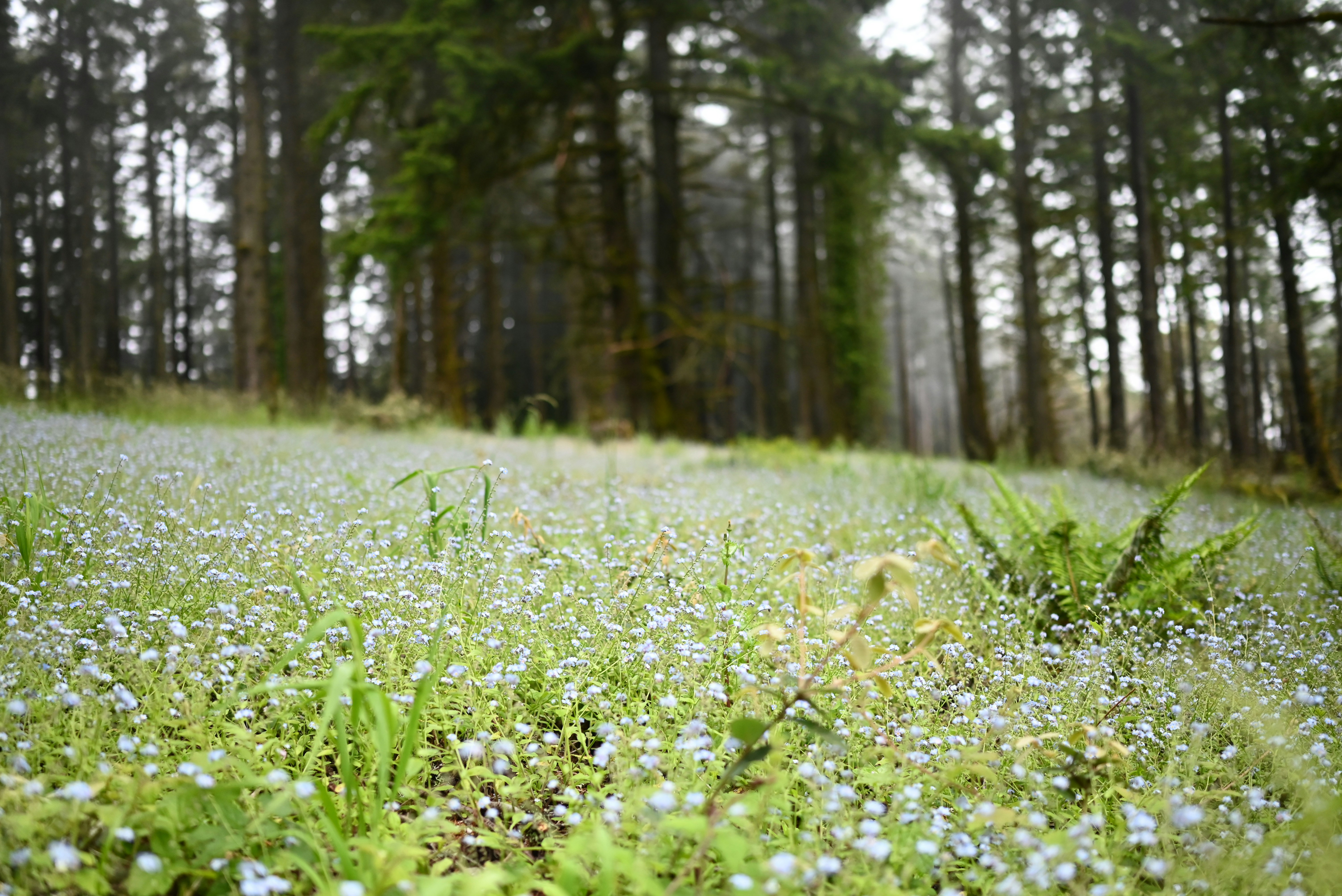 Dappled Wildflower Field Leading into a Pine Forest