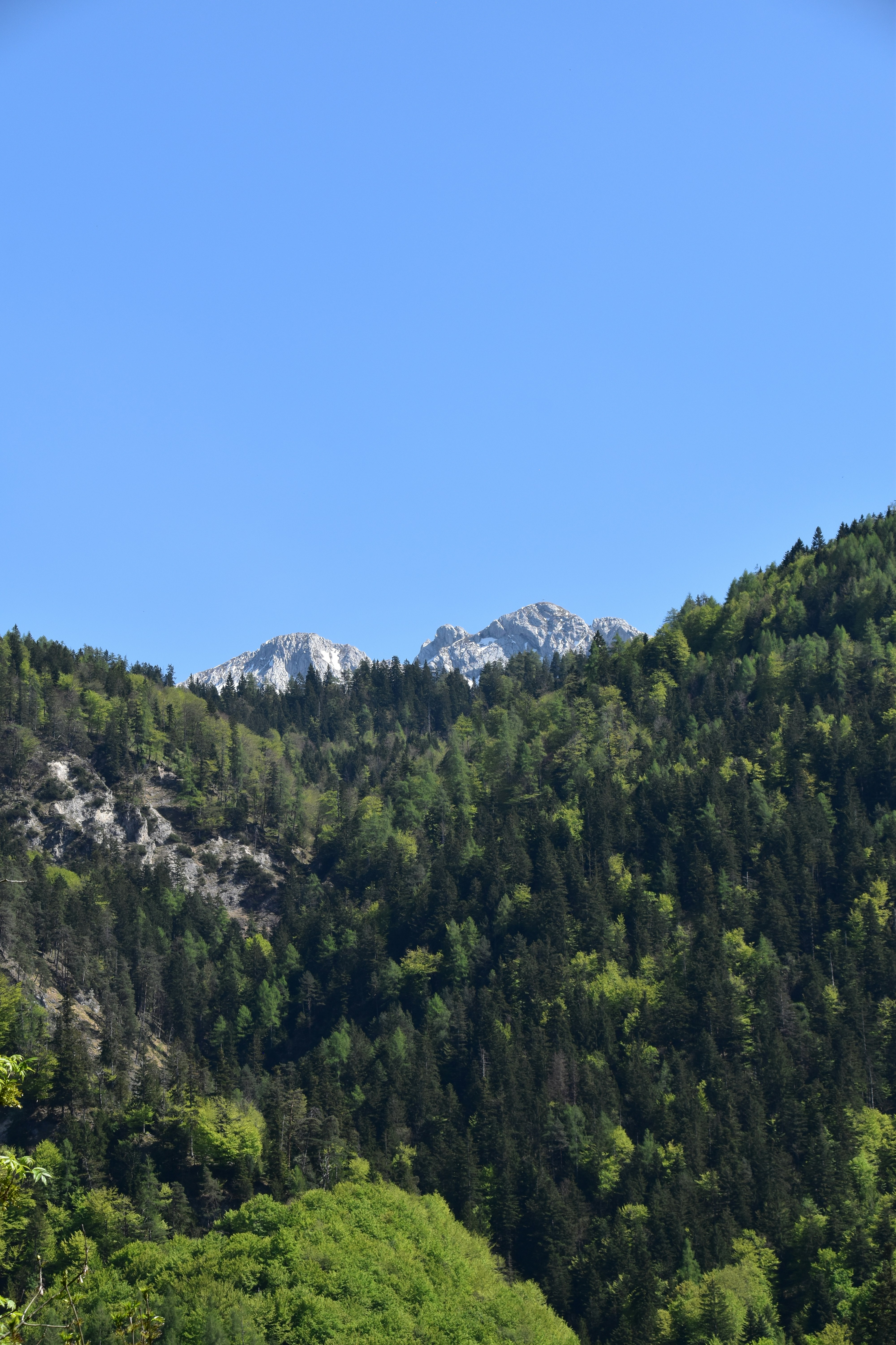 Snow-topped Peaks Above a Pine Valley