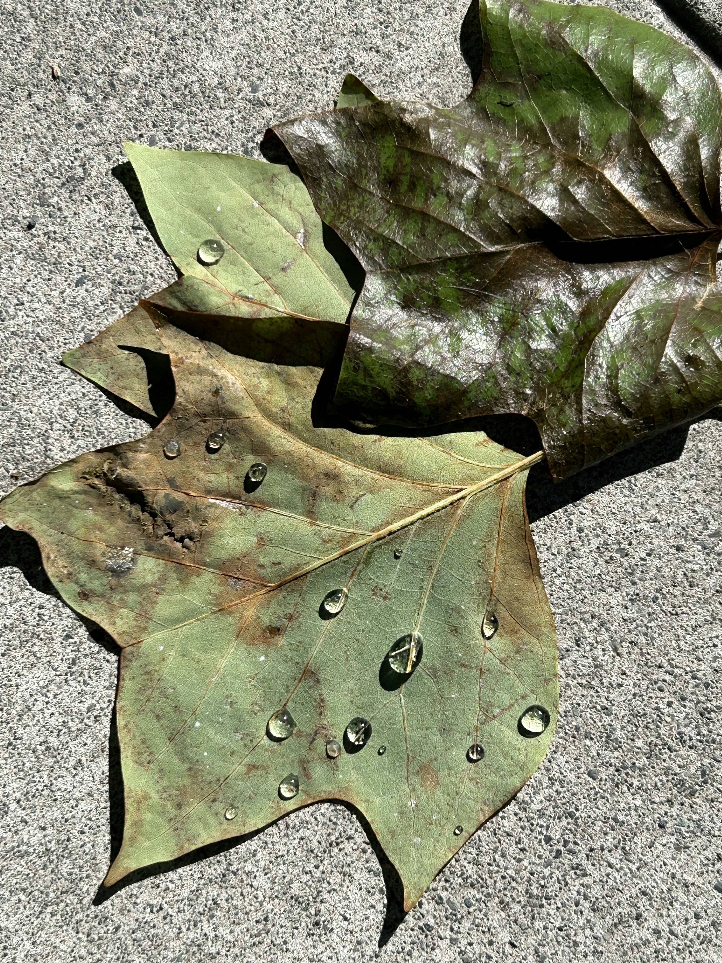 Dew-Drop Mosaic: A Pair of Fallen Leaves on Sunlit Concrete