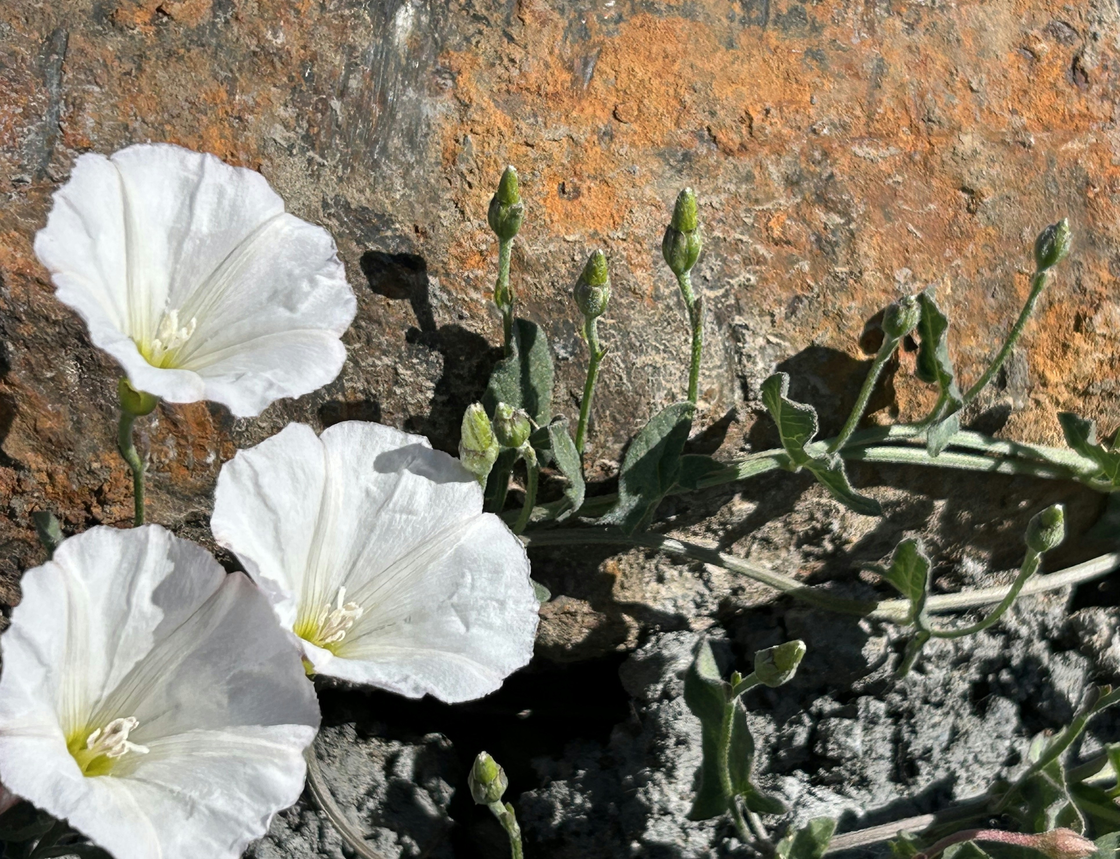 White Morning Blooms Against Weathered Rock