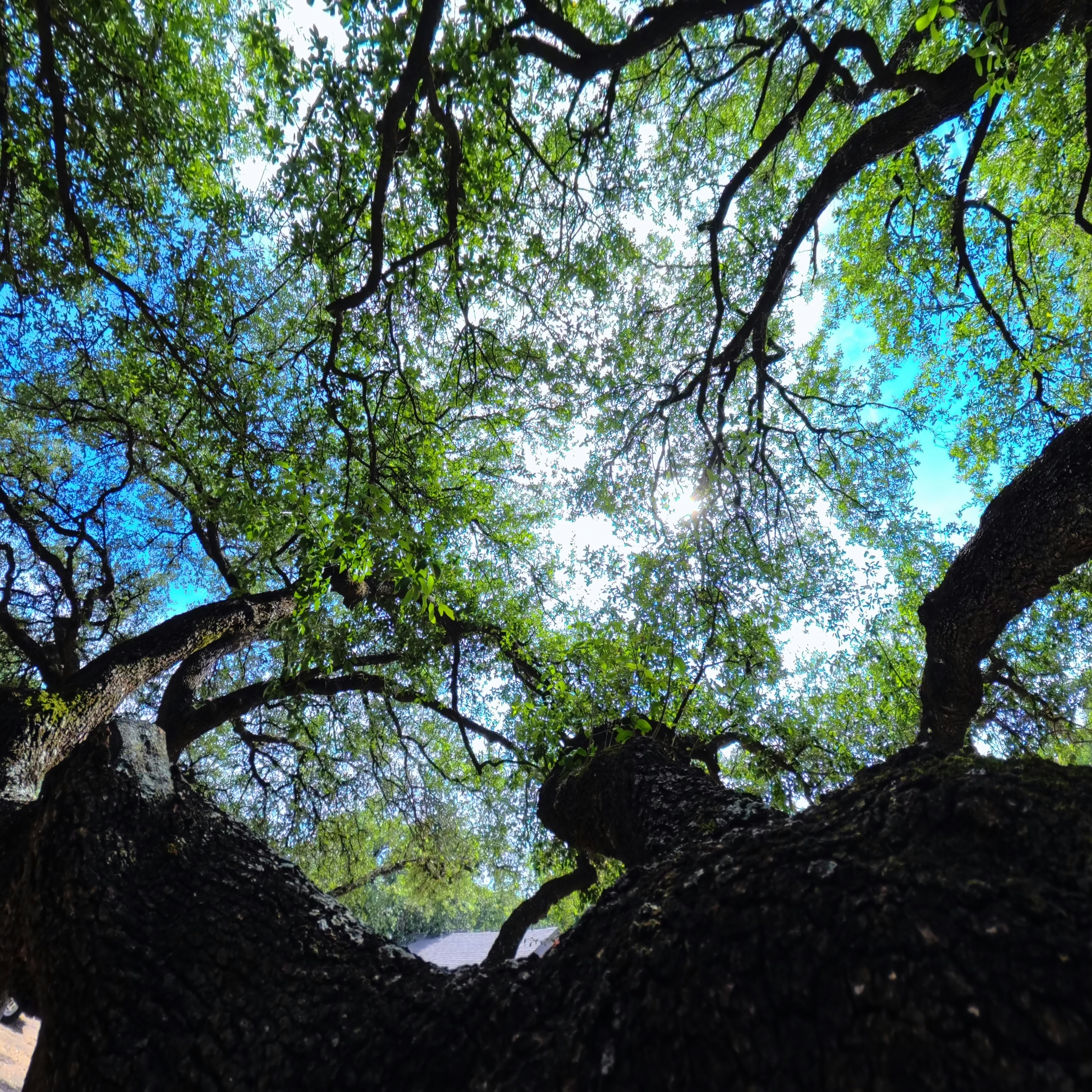 Looking up through green tree canopy towards a blue sky.
