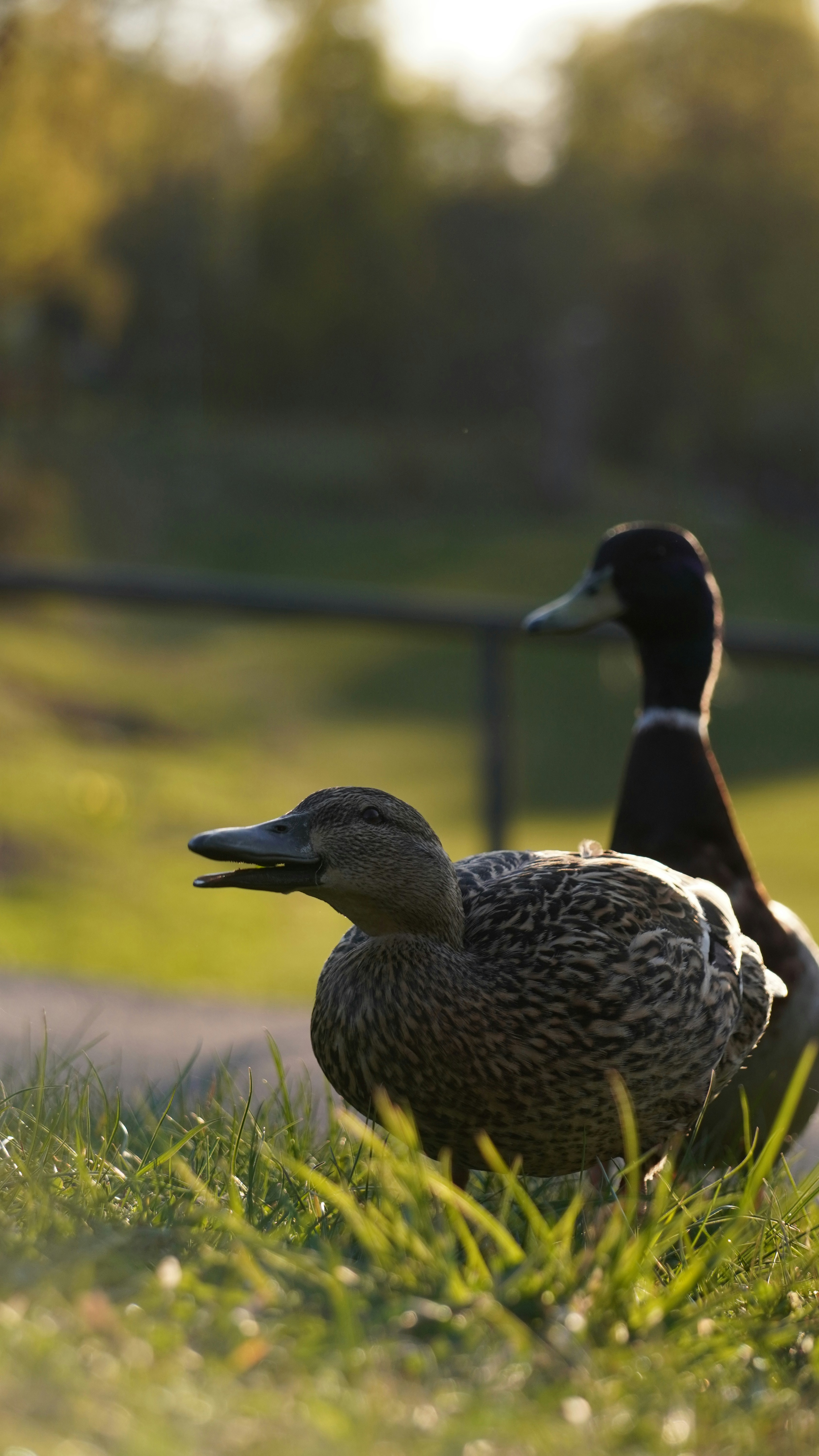 A Pair of Ducks Pause in Golden Hour by the Park Fence
