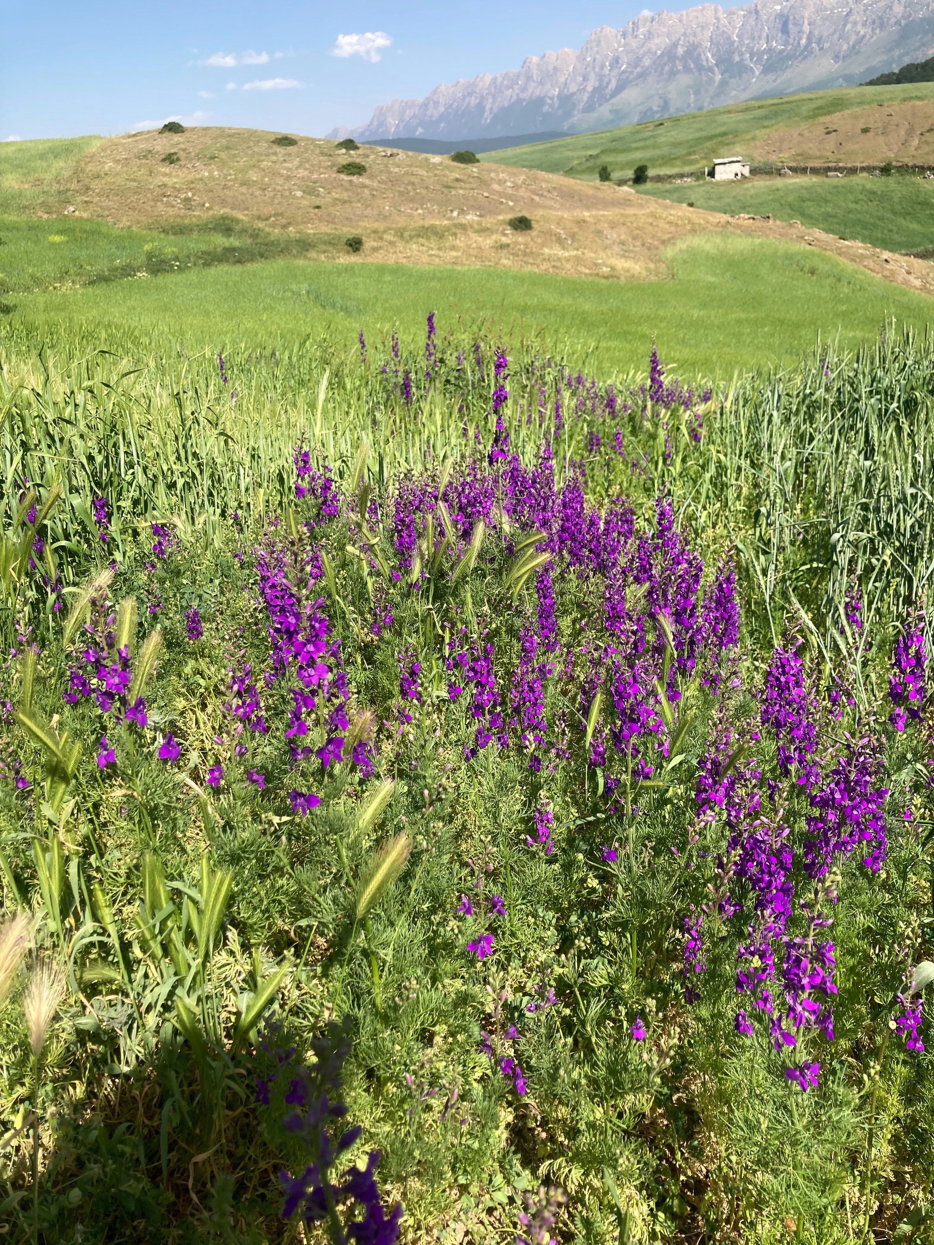 Purple wildflowers lead the valley of rolling hills