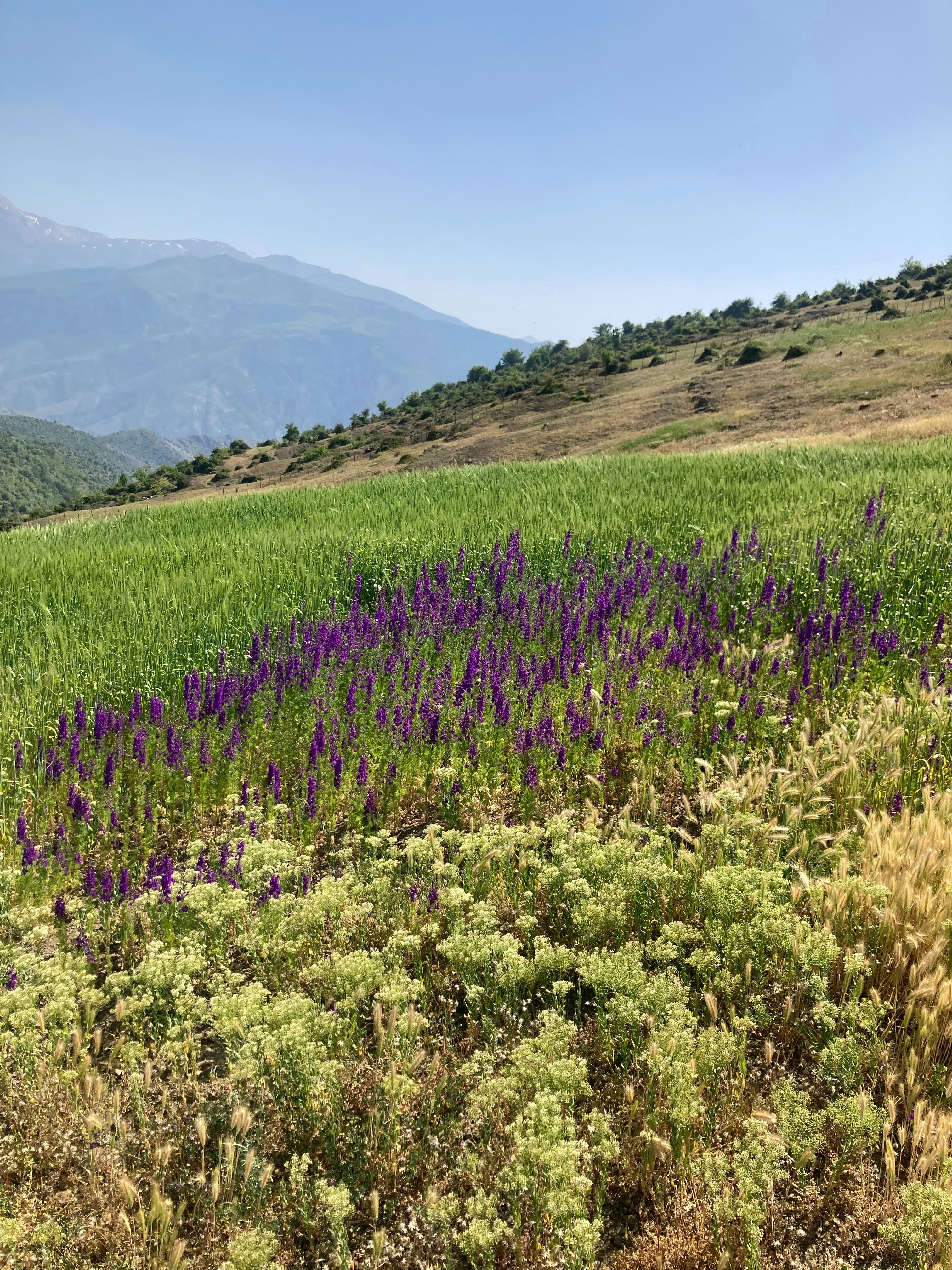 Golden Slopes Under a Blooming Horizon