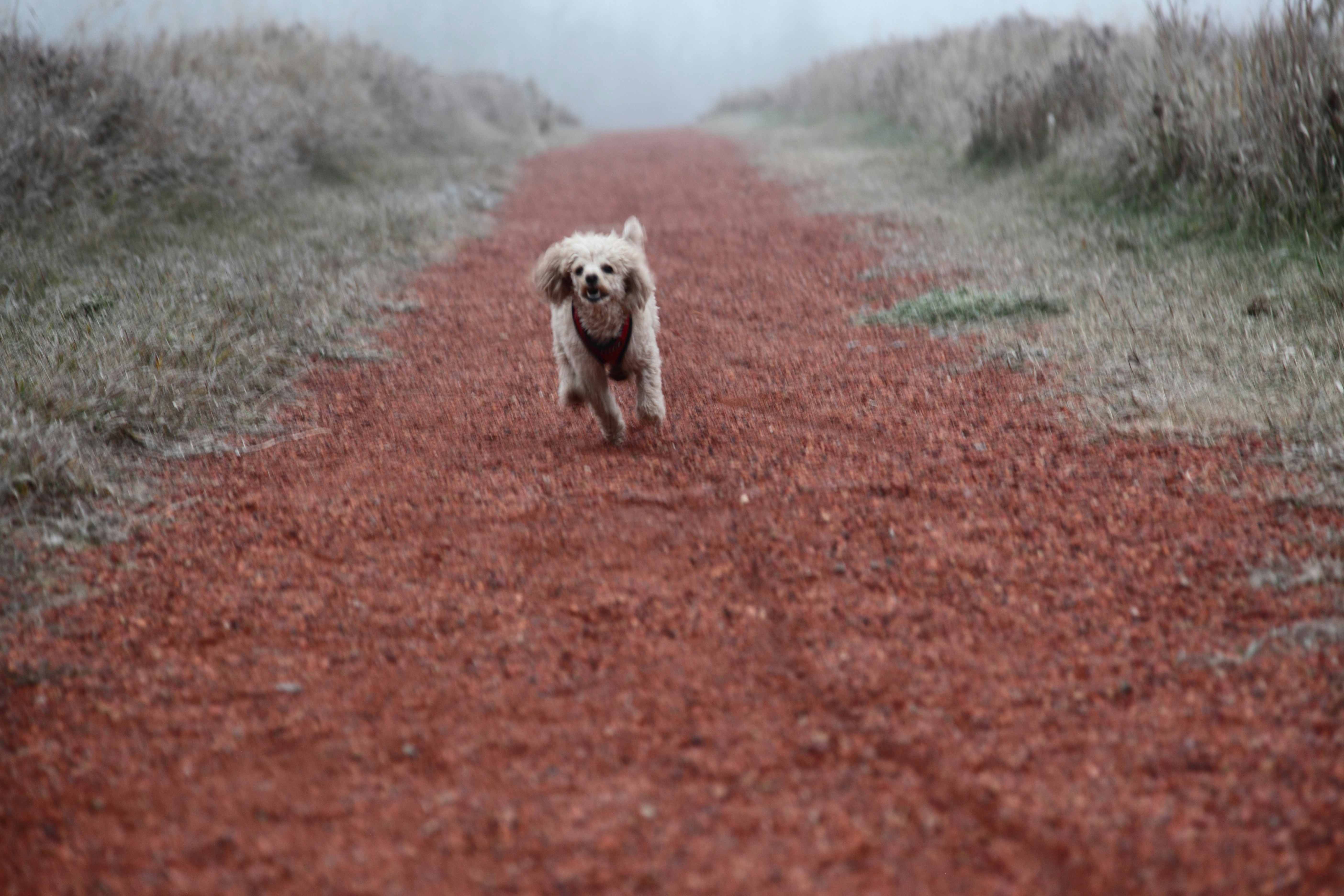 Red Dirt Lane: A Small Dog's Run on the Coastal Trail