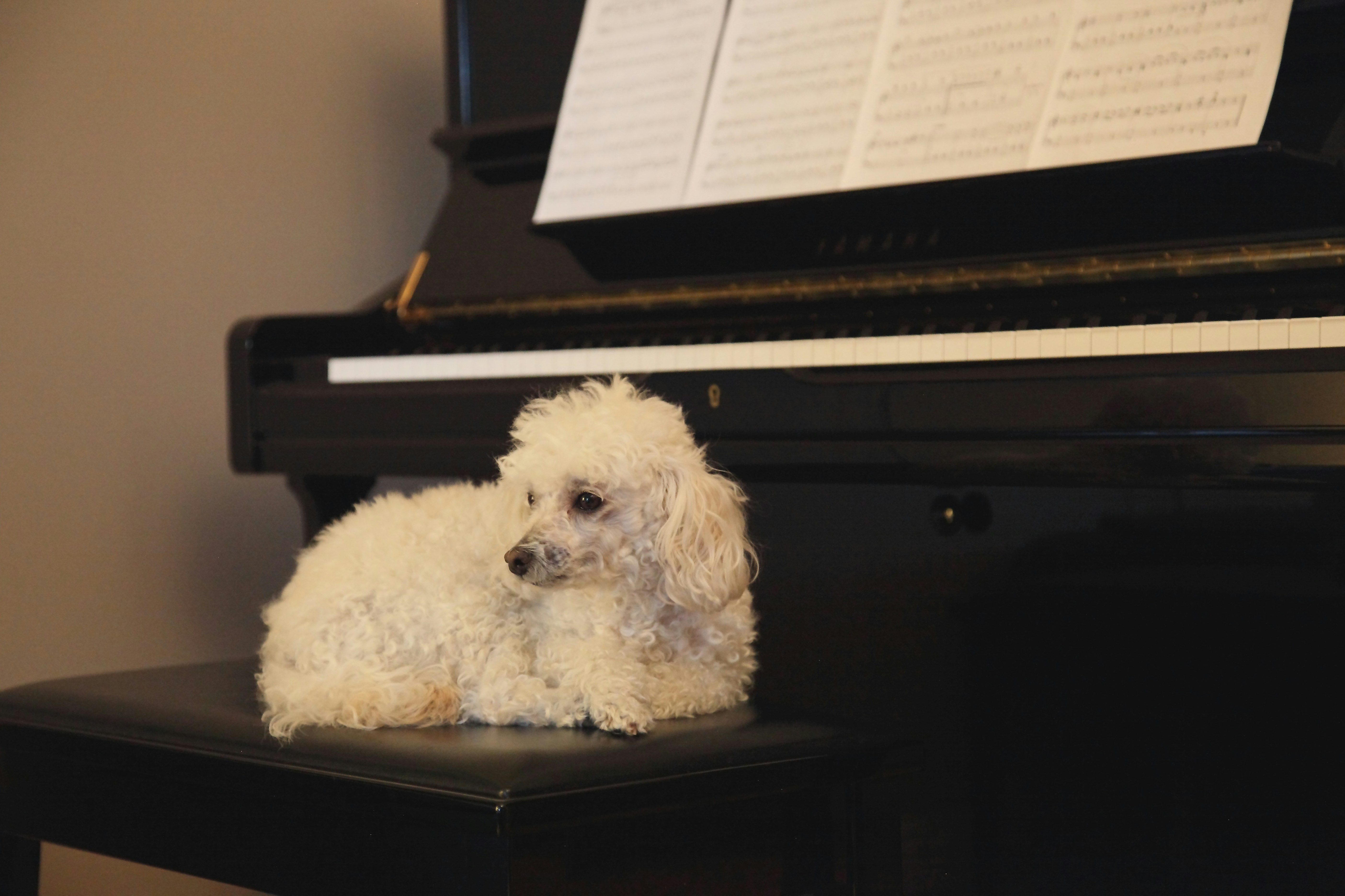 Whispering Paws on a Bench by the Piano