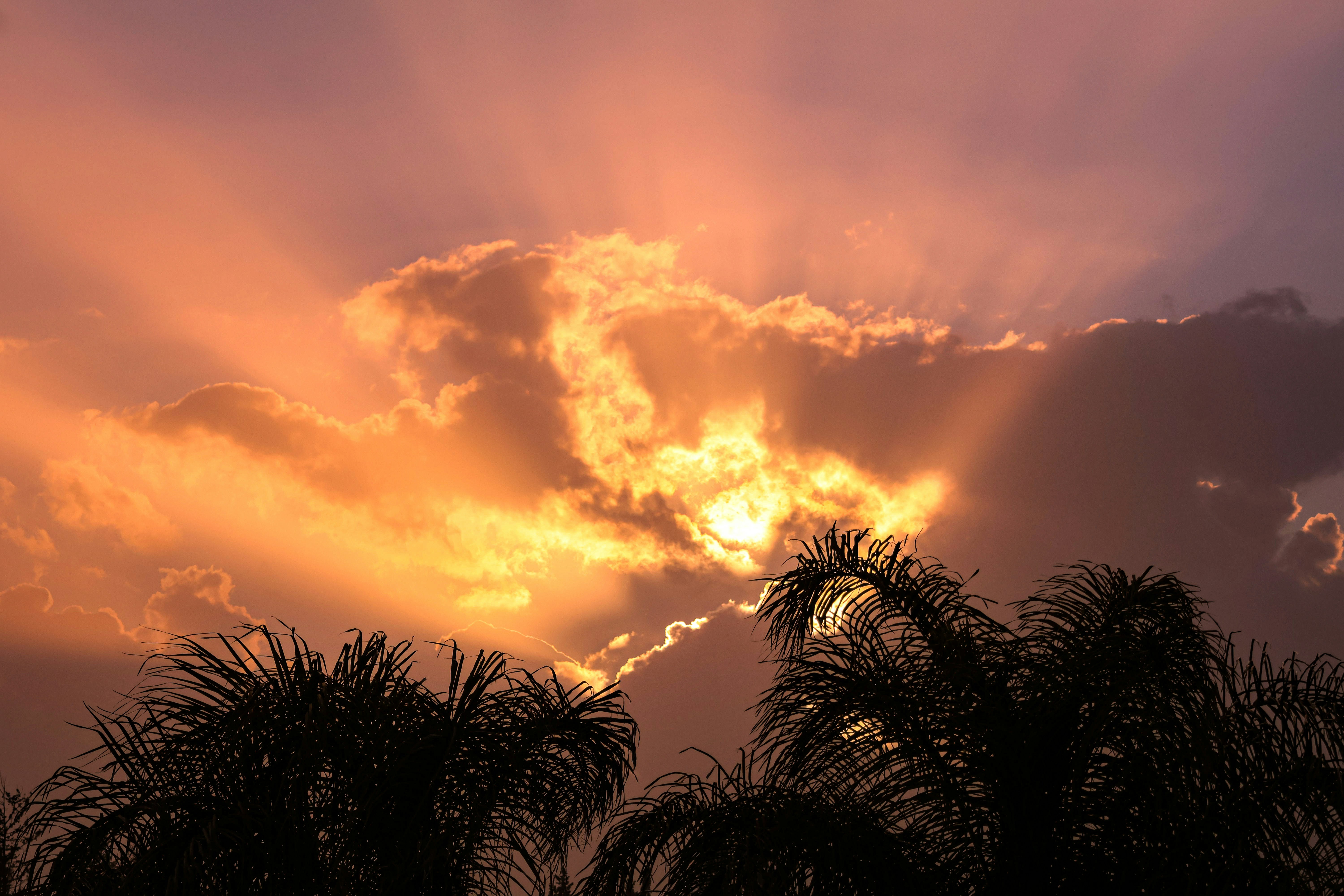 Orange sunset sky with sun rays and silhouetted palm trees