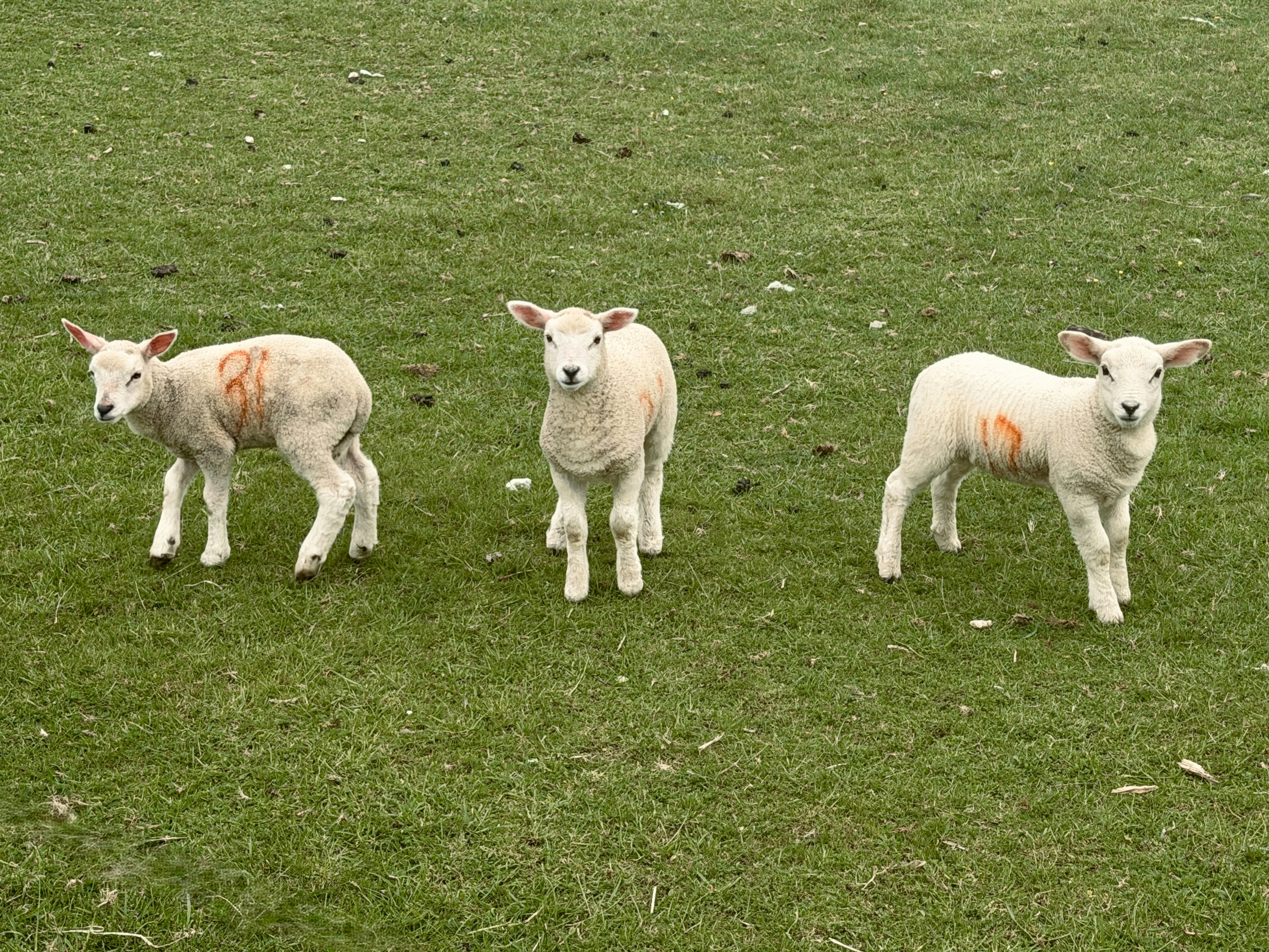 Three Curiously Marked Lambs Strolling a Grass Field