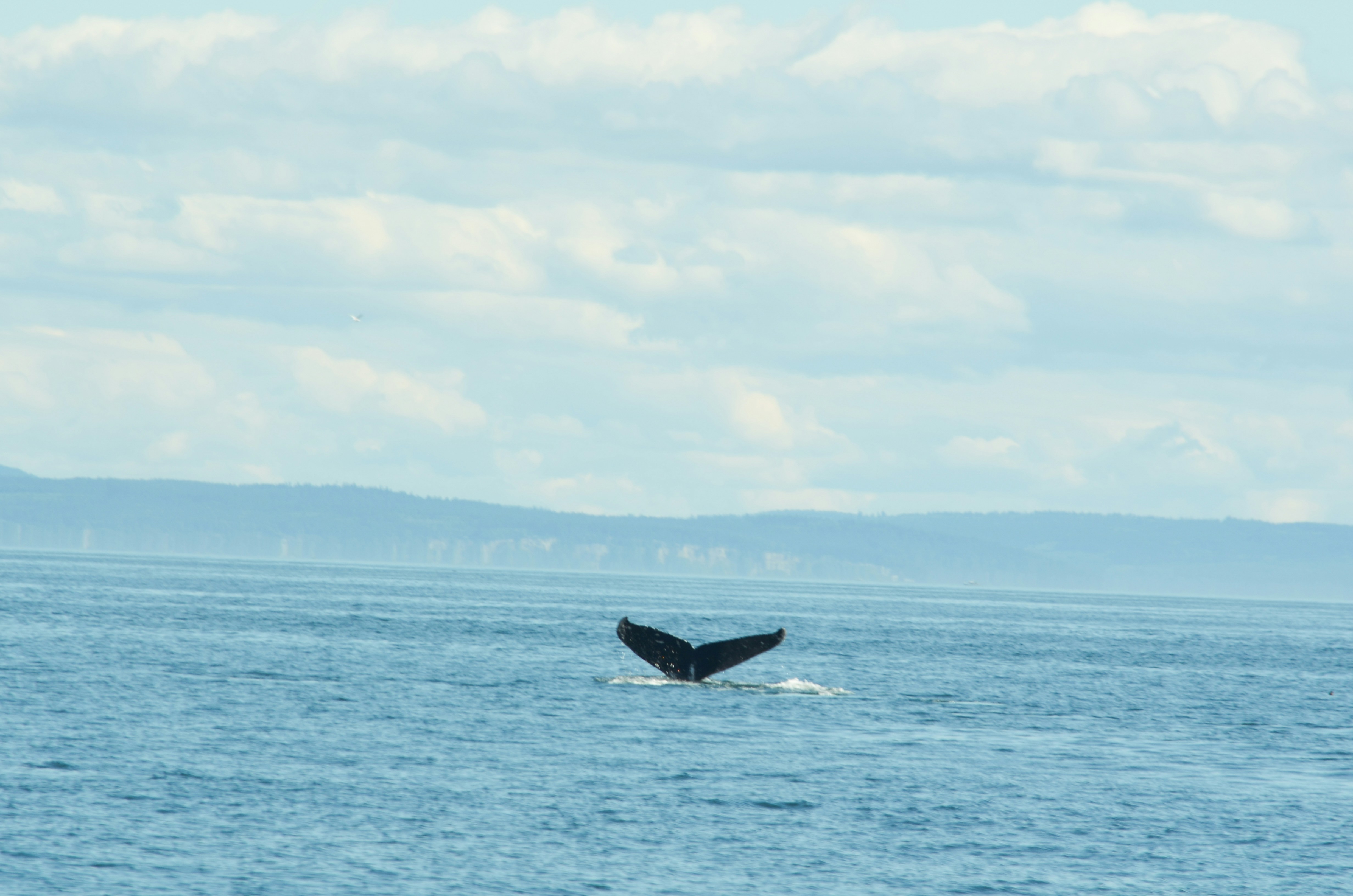 Silent Rise: A Whale Fluke Emerges from the Pacific
