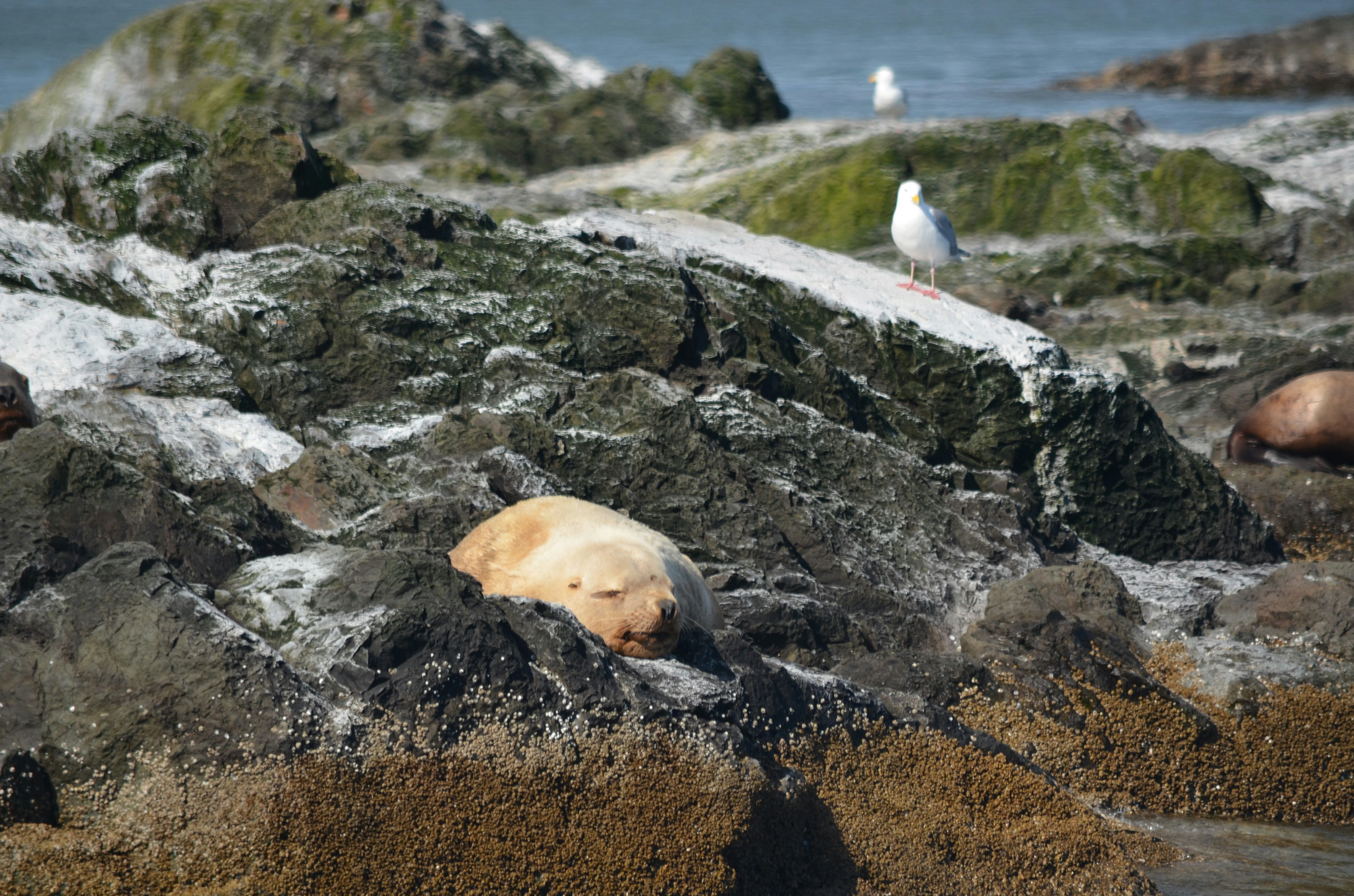Sleep Among the Tidal Giants