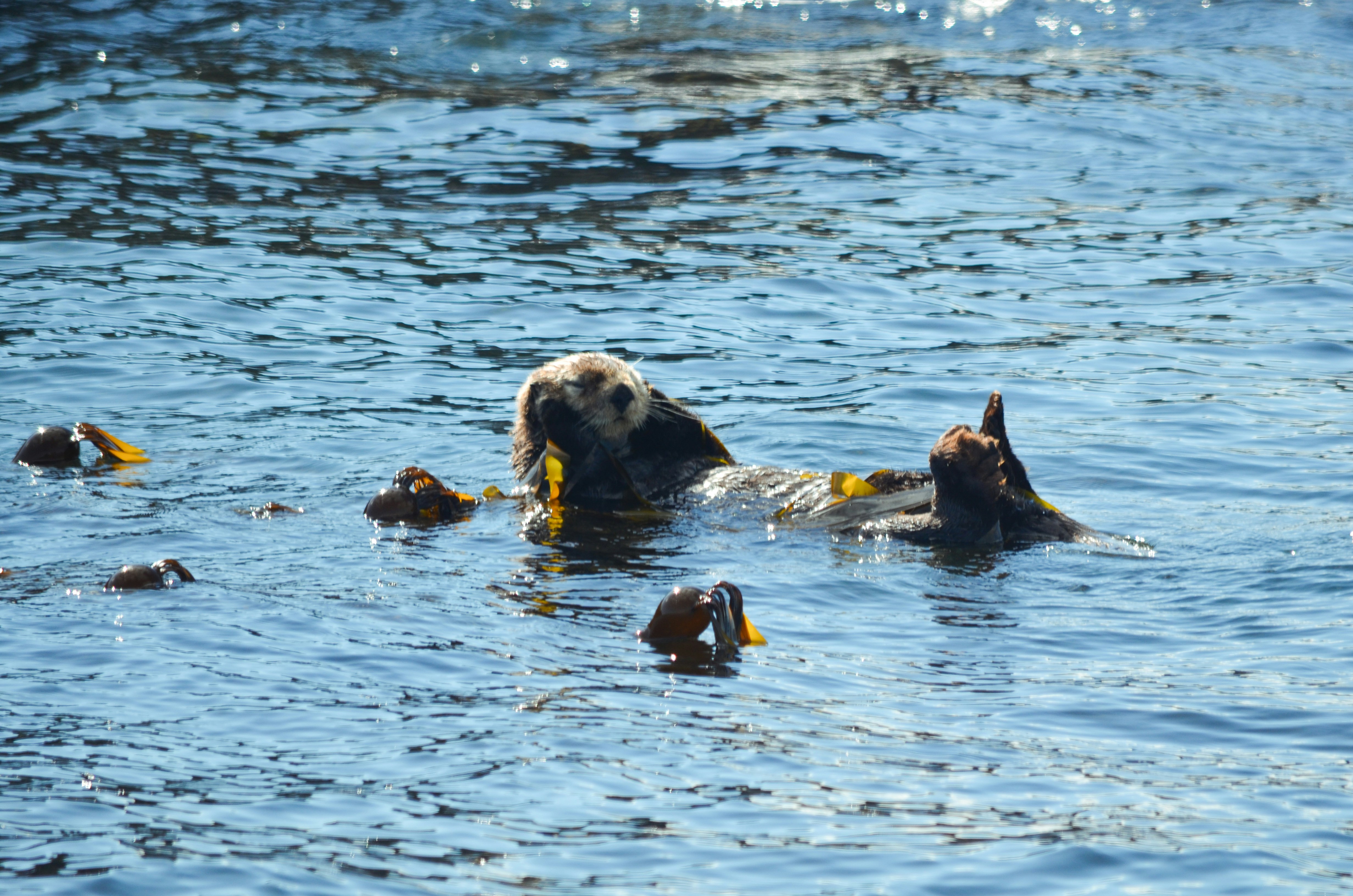 Sea Lions in Calm Bay: A Moment of Interaction