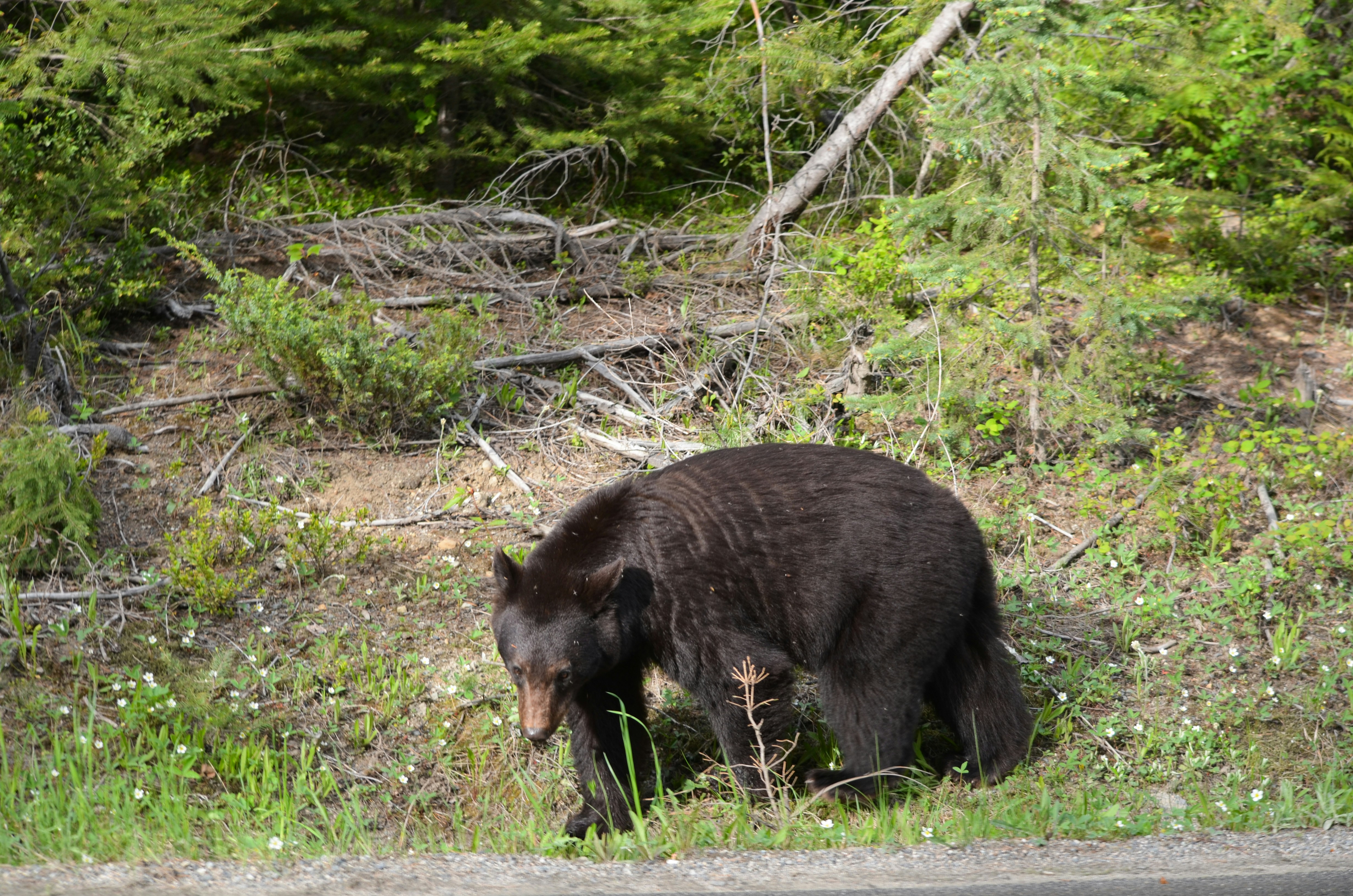 Forest-dwelling Black Bear Foraging Along a Gravel Patch