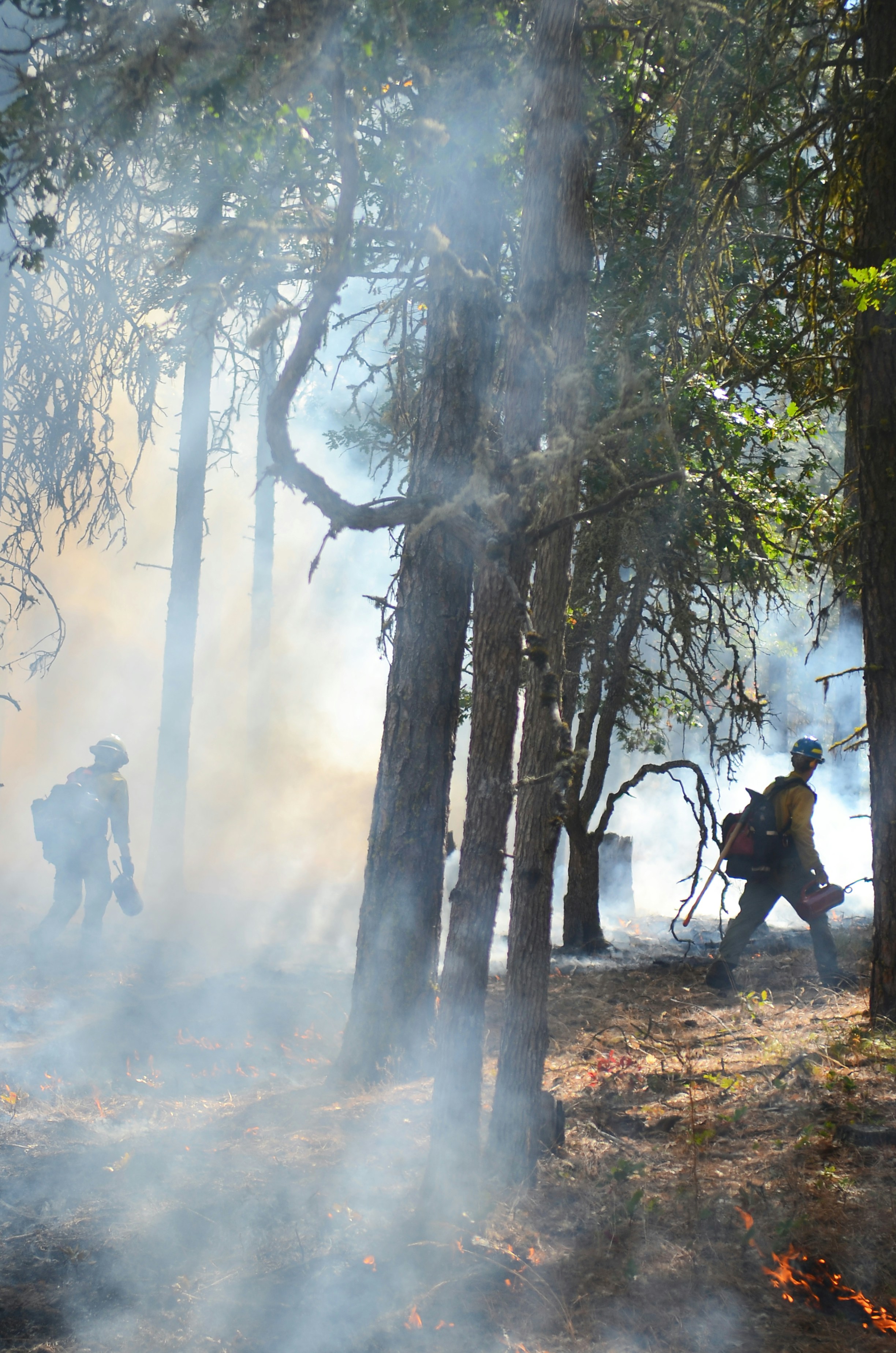 Forest in Smoke: Firefighters Advance Through Dappled Light