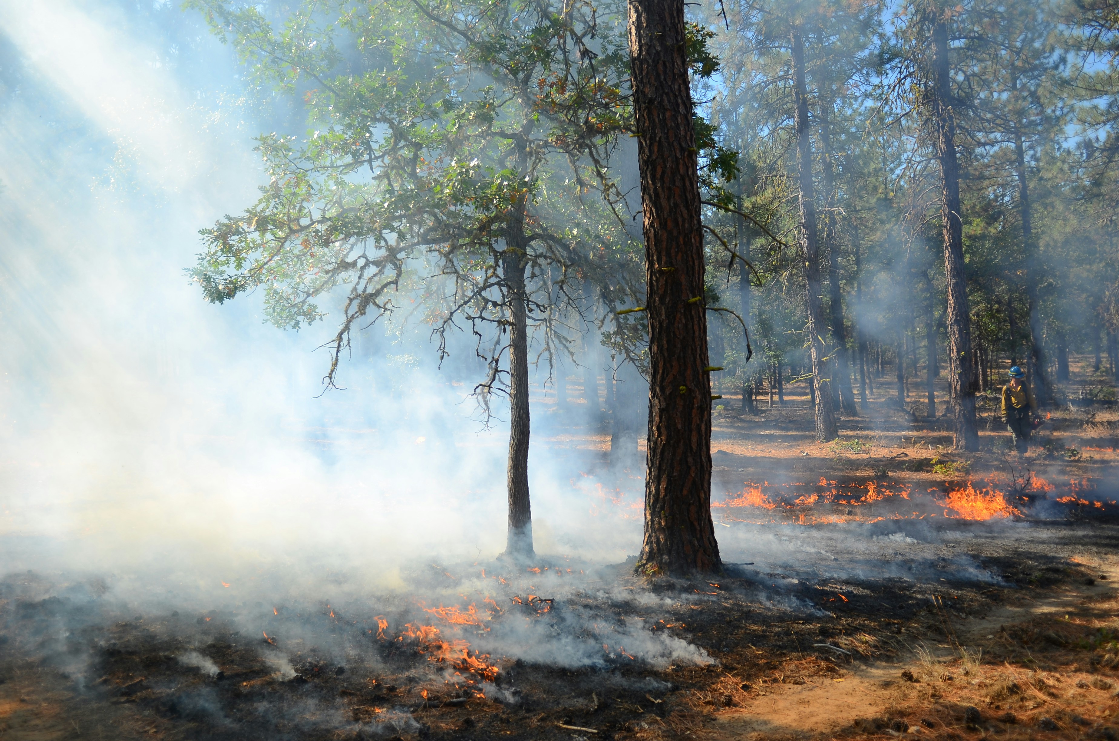 Smoke and Fire in a Dry Pines Forest