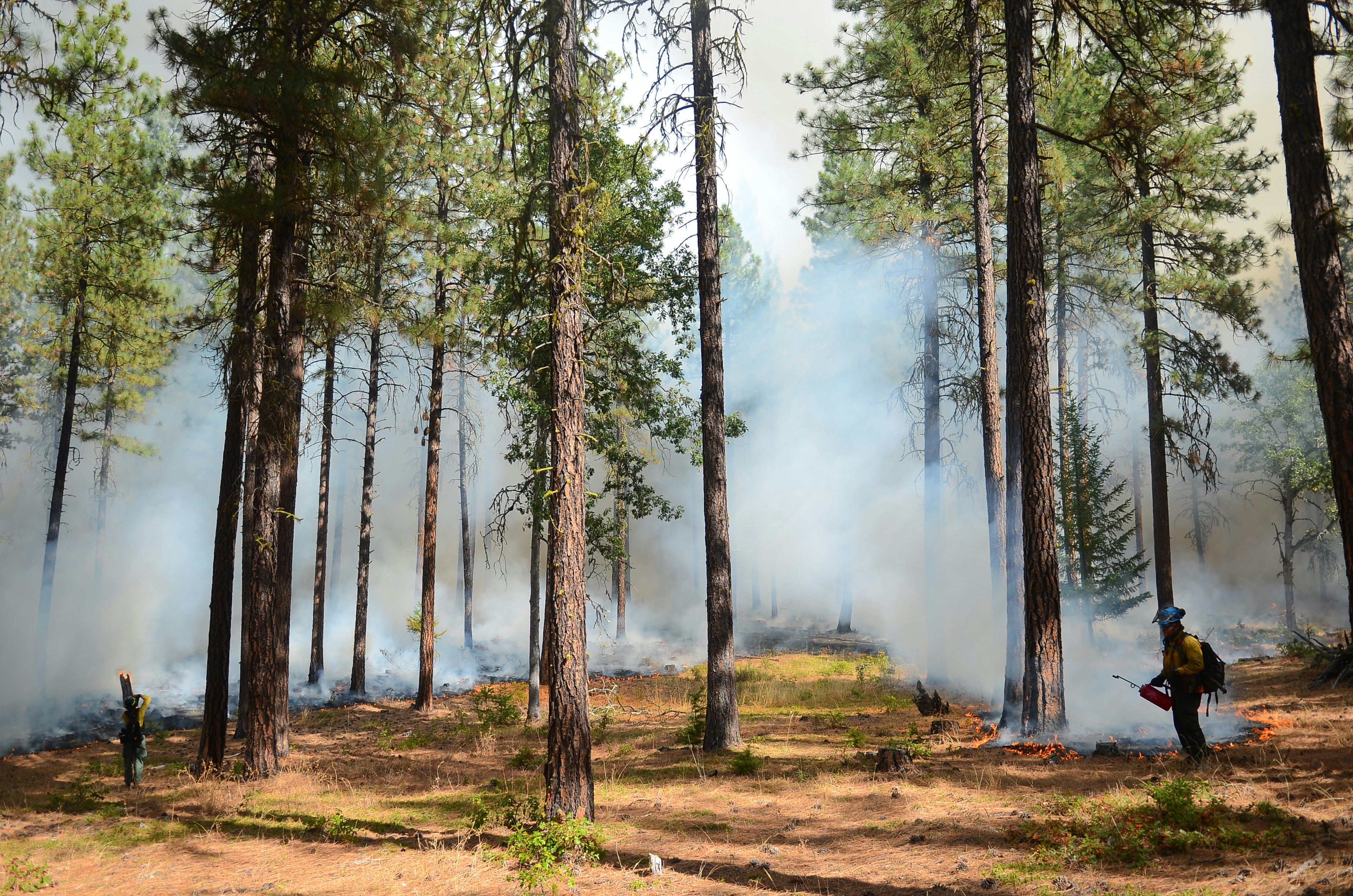 Smoke and Pines: Firebreak in a Quiet Forest